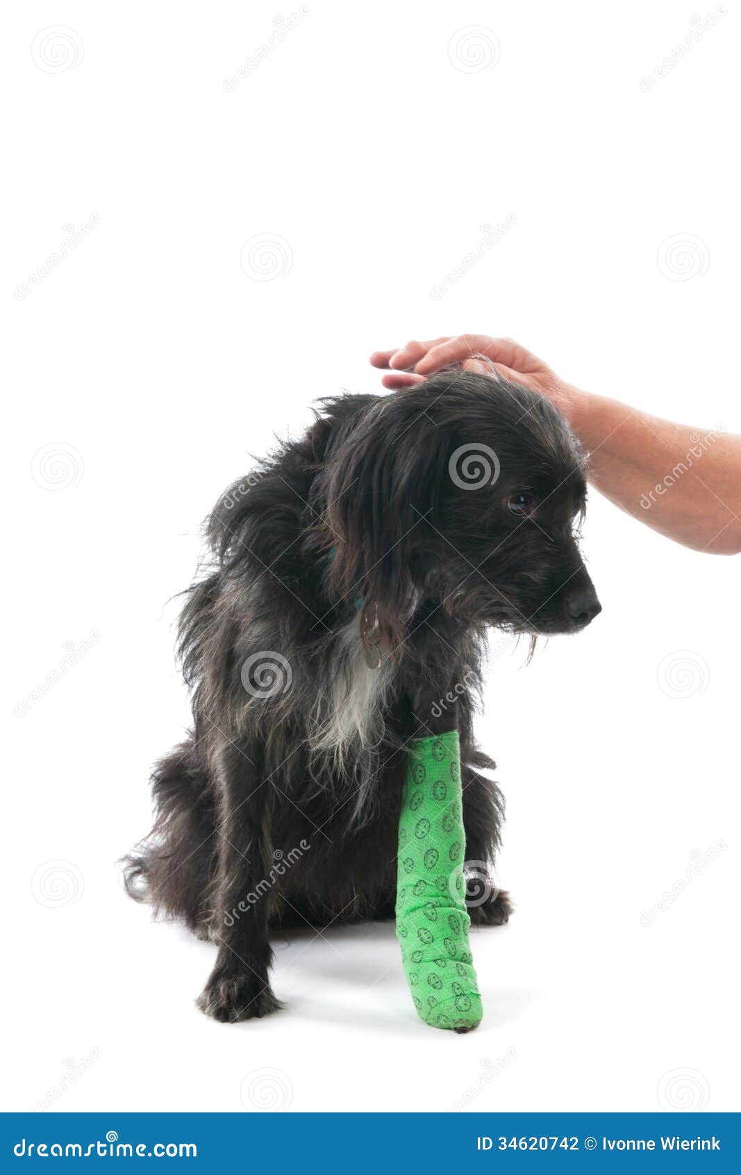 Perro Con La Pierna Quebrada Foto de archivo - Imagen de mezclado ...