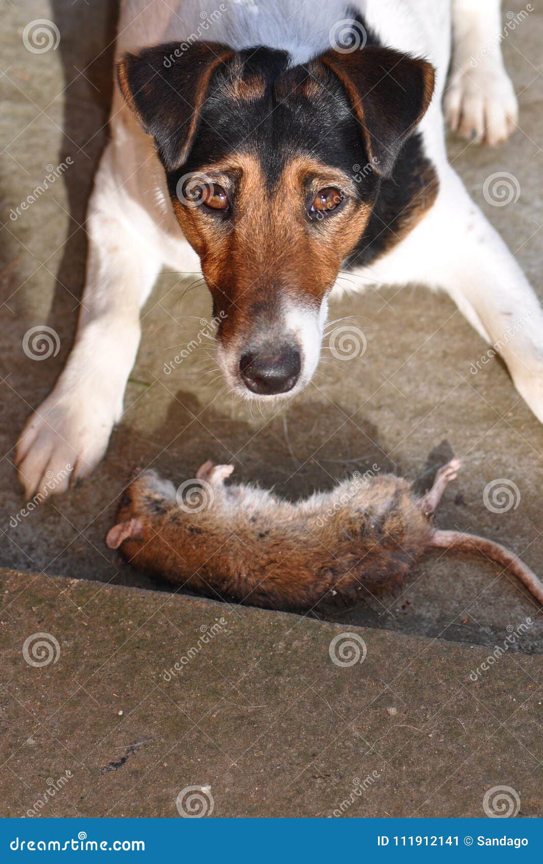 Perro con la rata muerta imagen de archivo. Imagen de animales - 111912141