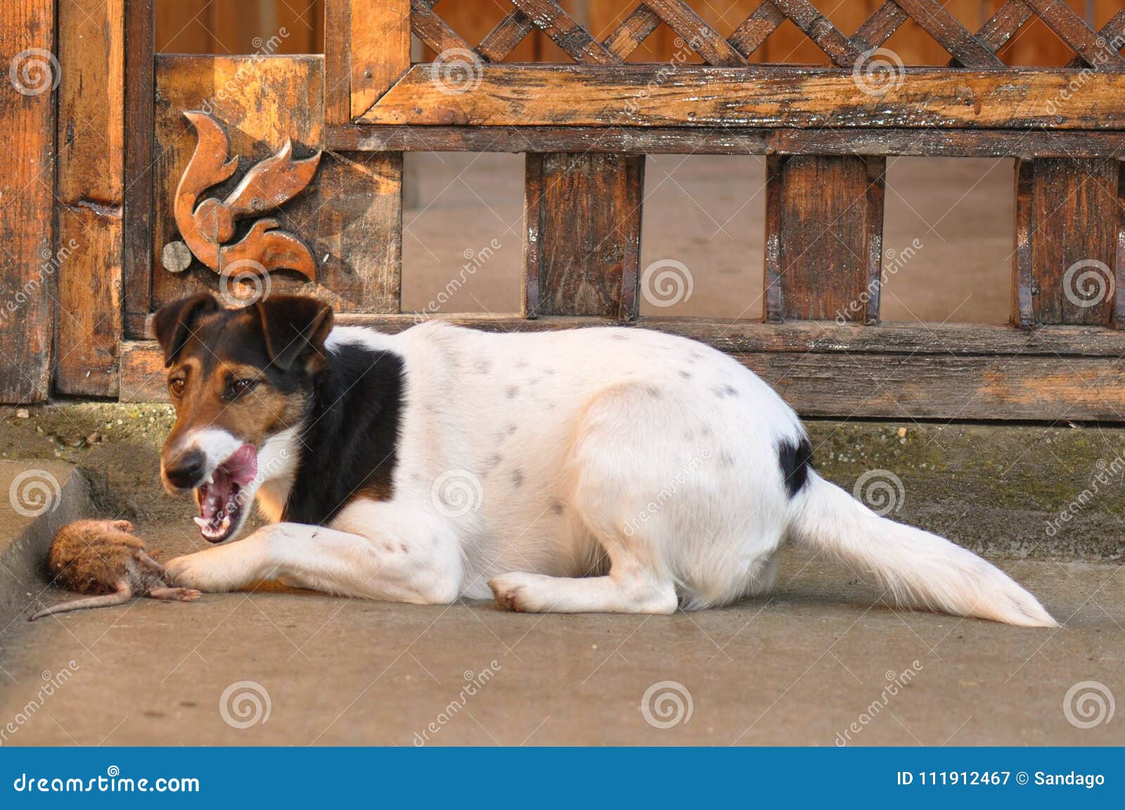 Perro con la rata muerta imagen de archivo. Imagen de animal - 111912467
