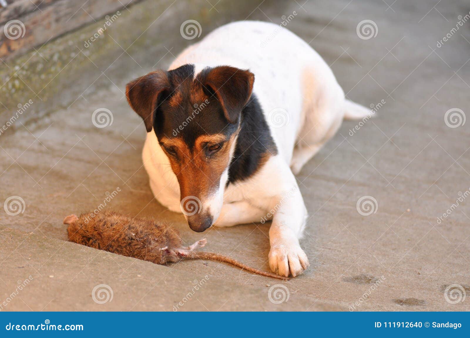 Perro con la rata muerta foto de archivo. Imagen de culpable - 111912640