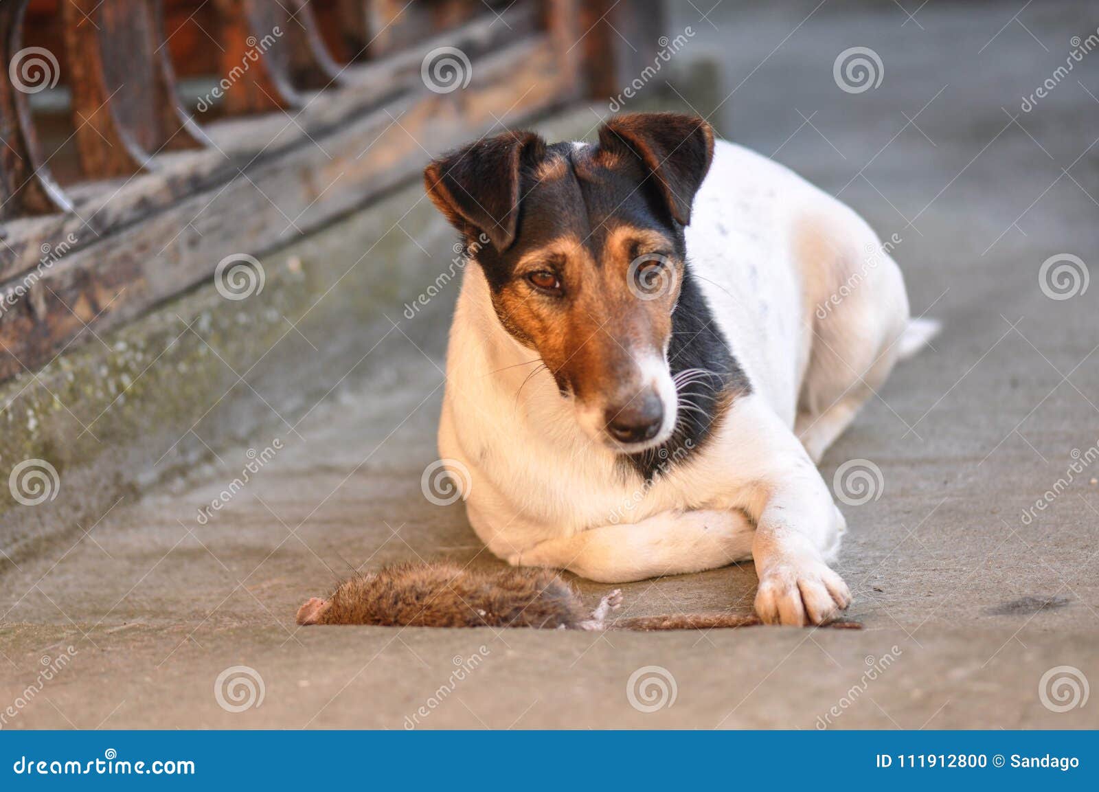 Perro con la rata muerta foto de archivo. Imagen de dado - 111912800