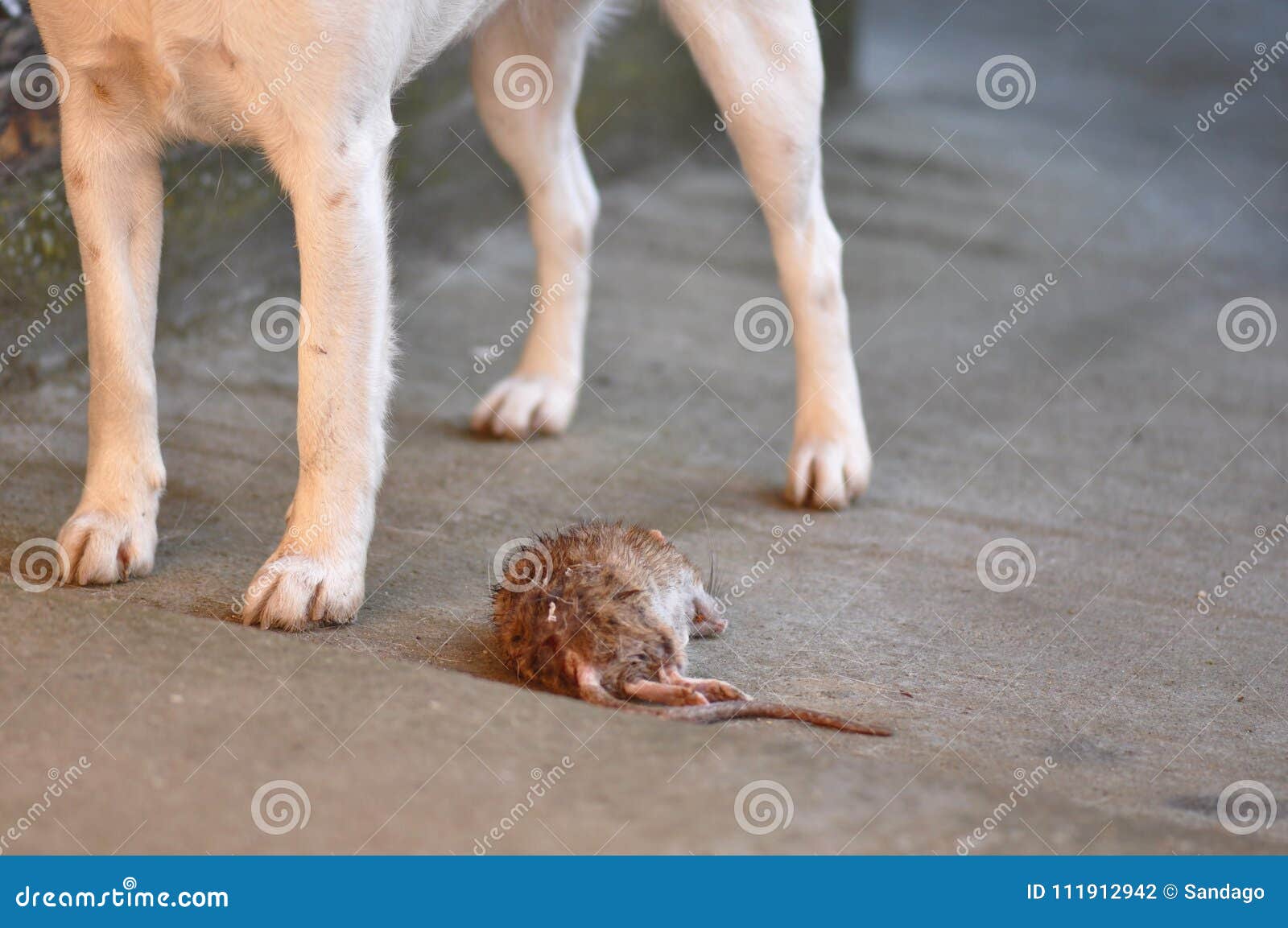 Perro con la rata muerta foto de archivo. Imagen de mordido - 111912942