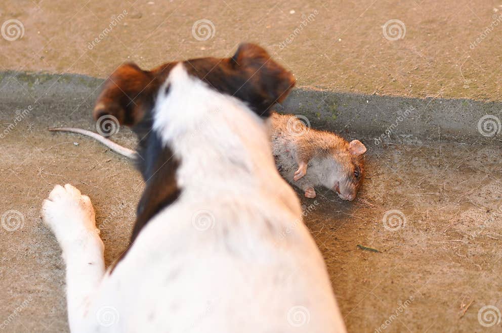 Perro con la rata muerta imagen de archivo. Imagen de mordido - 111913085