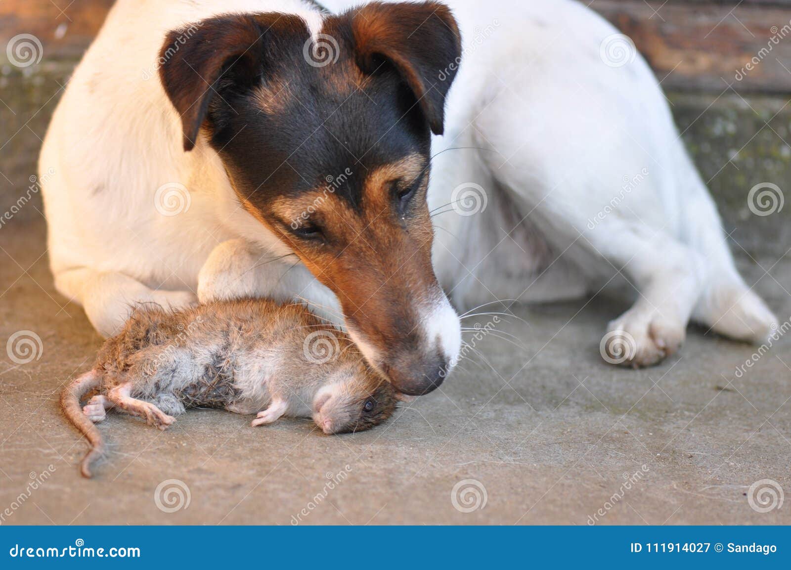 Perro con la rata muerta imagen de archivo. Imagen de buscado - 111914027