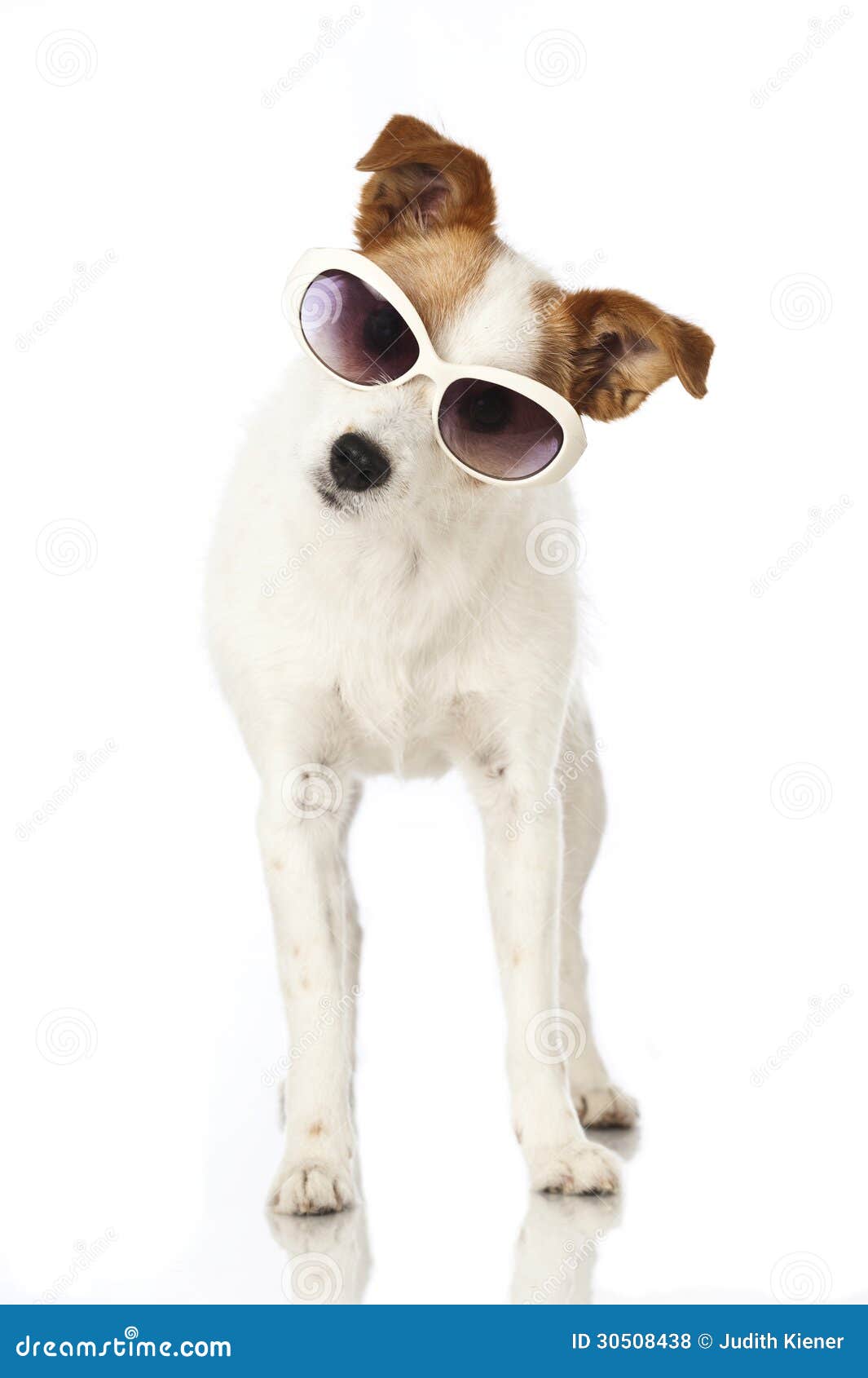 Perro Con Las Gafas De Sol Stock Images - 1,026 Photos