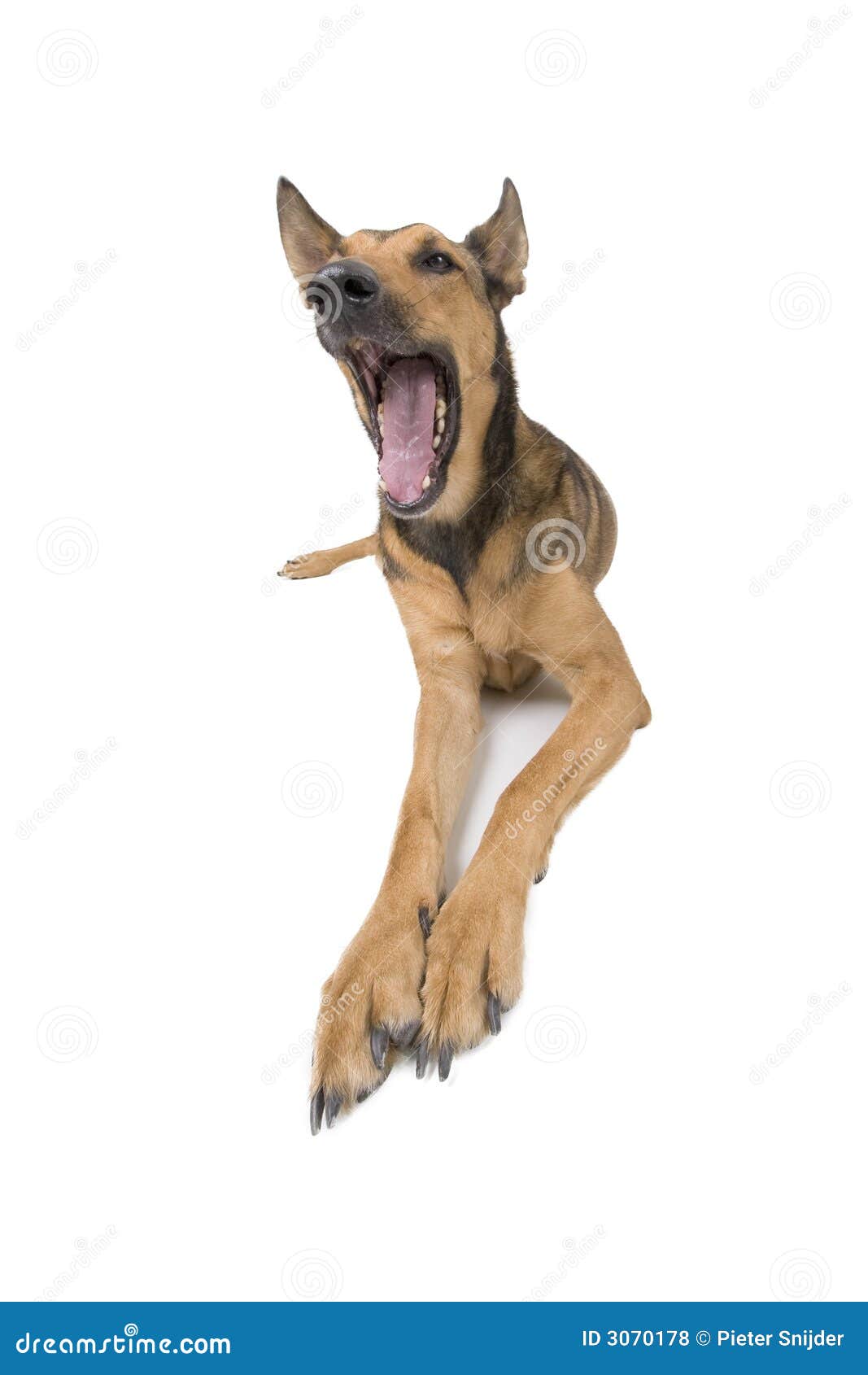 Perro Con Las Piernas Largas Fotos de stock - Fotos libres de regalías ...