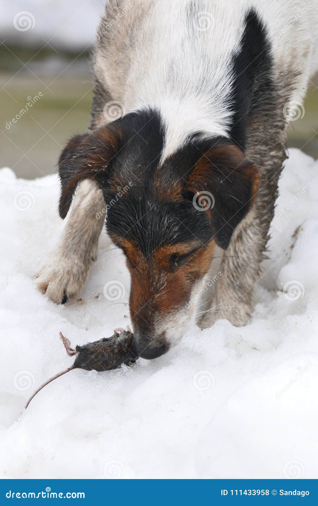 Perro Con Los Ratones Muertos Foto de archivo - Imagen de rata, perro ...