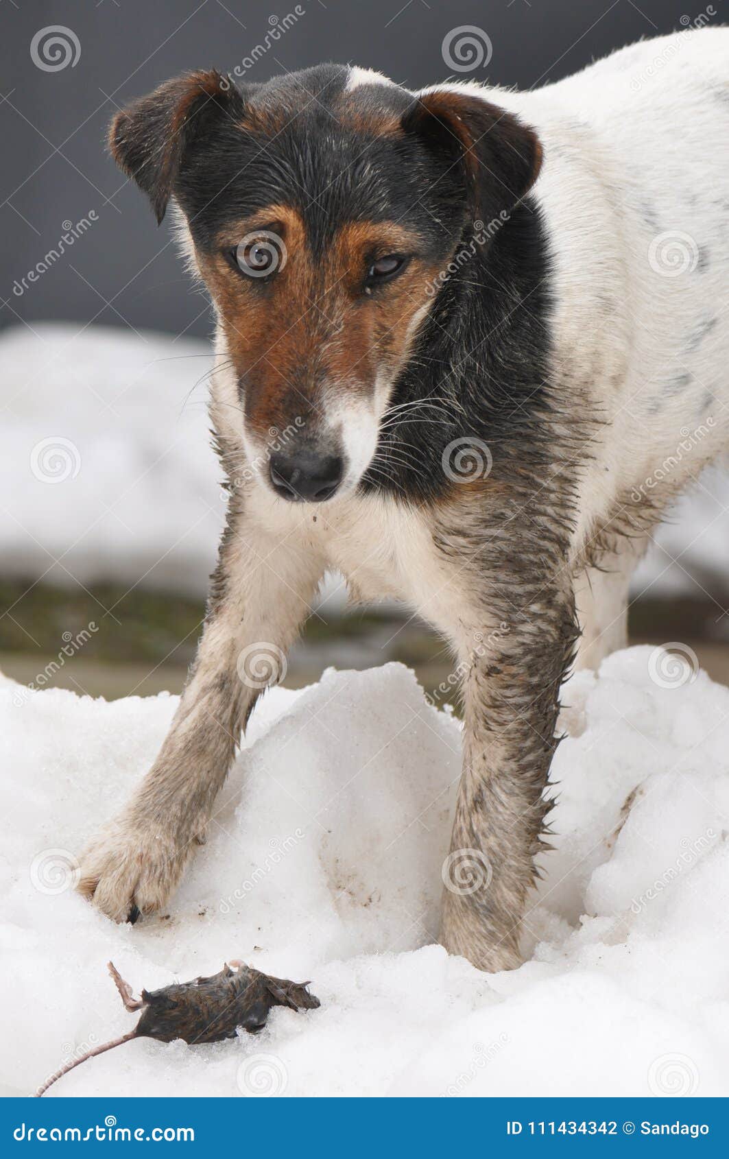 Perro Con Los Ratones Muertos Foto de archivo - Imagen de animales ...