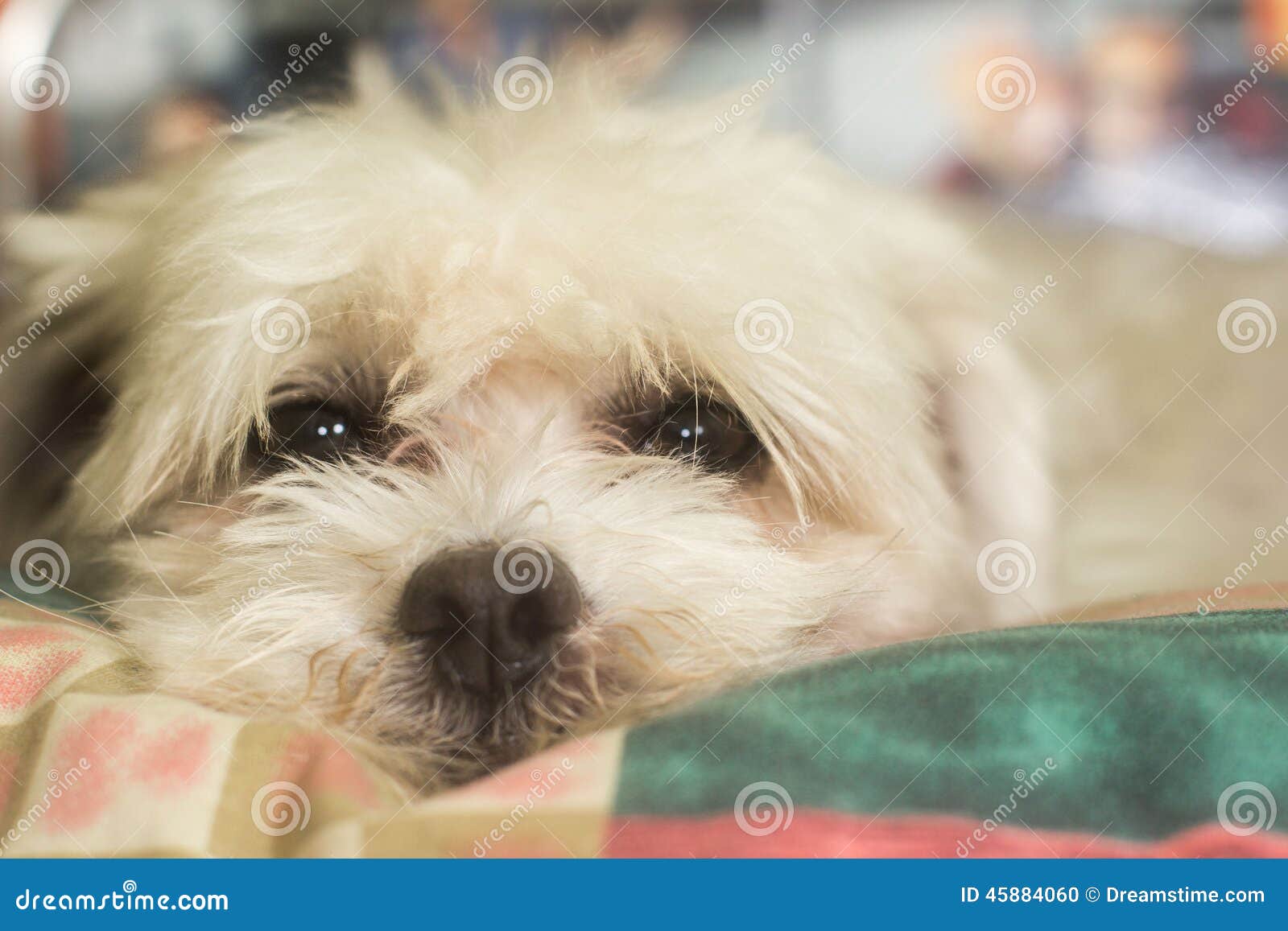 Perro Con Mirada Misteriosa/triste Foto de archivo - Imagen de perro ...