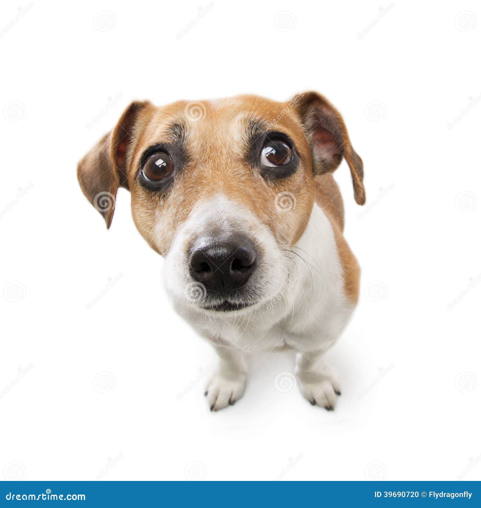 Perro Con Mirada Triste De Los Ojos Foto de archivo - Imagen de aislado ...