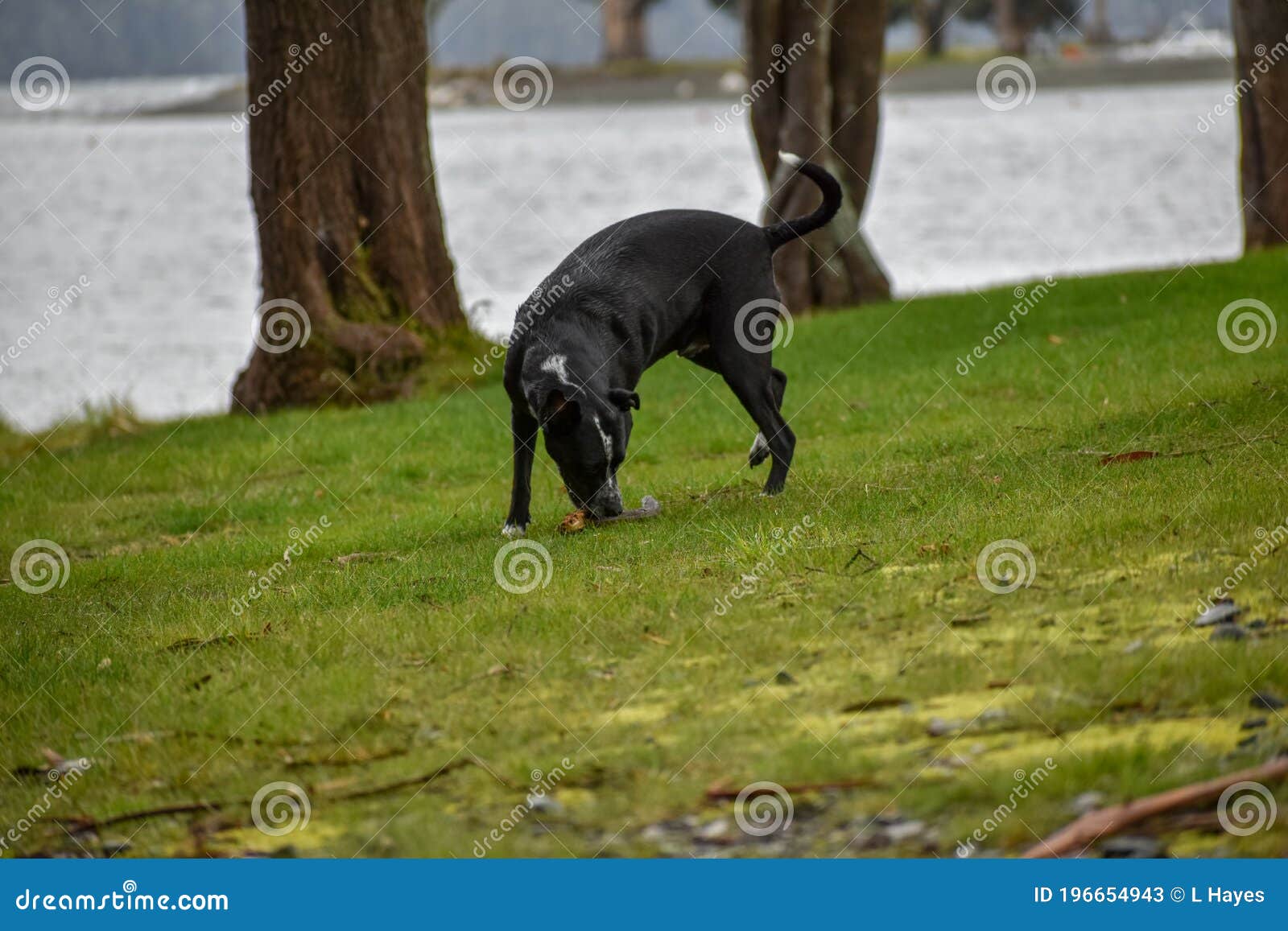 Perro con palo imagen de archivo. Imagen de pasto, hierba - 196654943