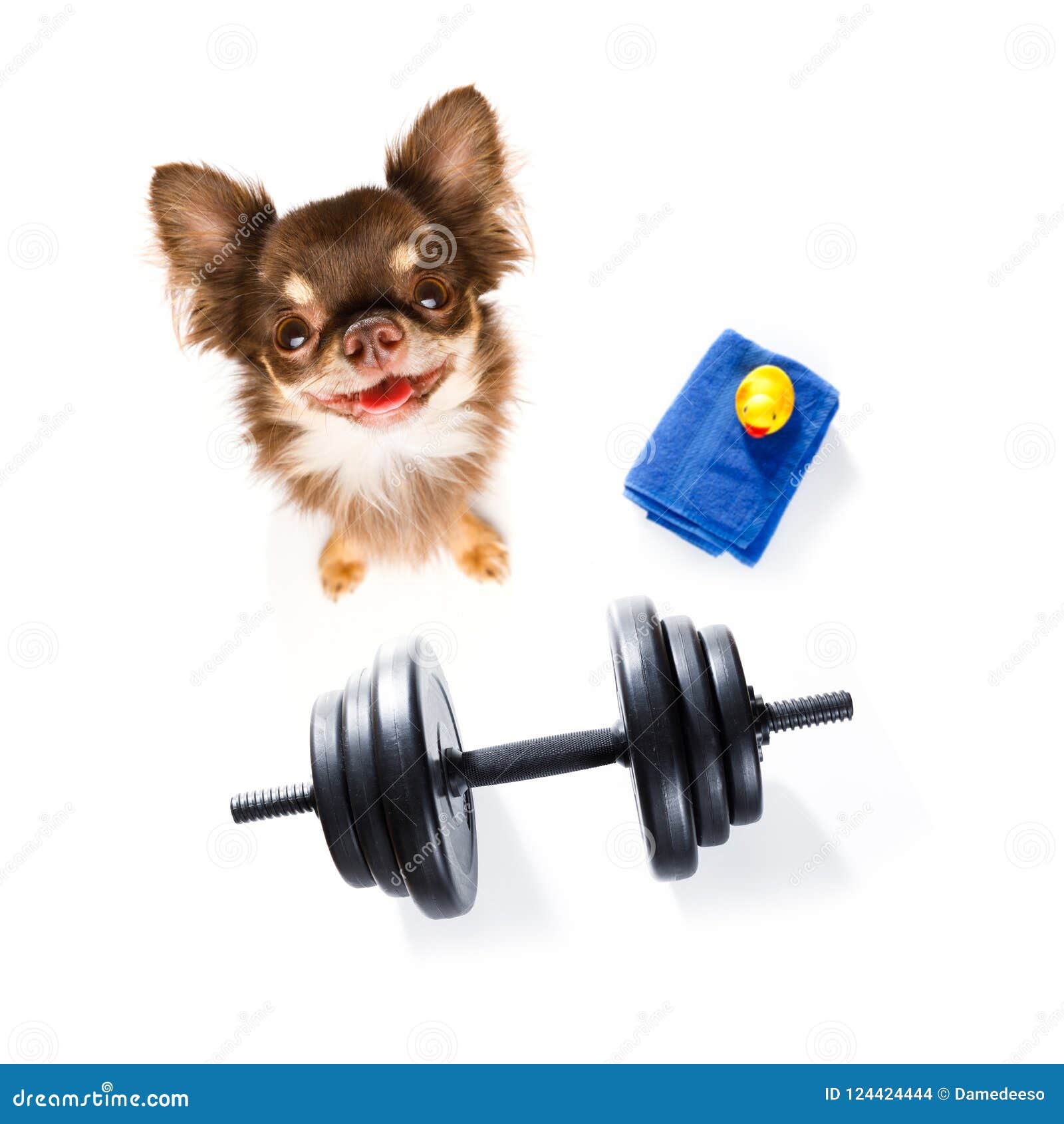 Perro con pesa de gimnasia foto de archivo. Imagen de gordo - 124424444