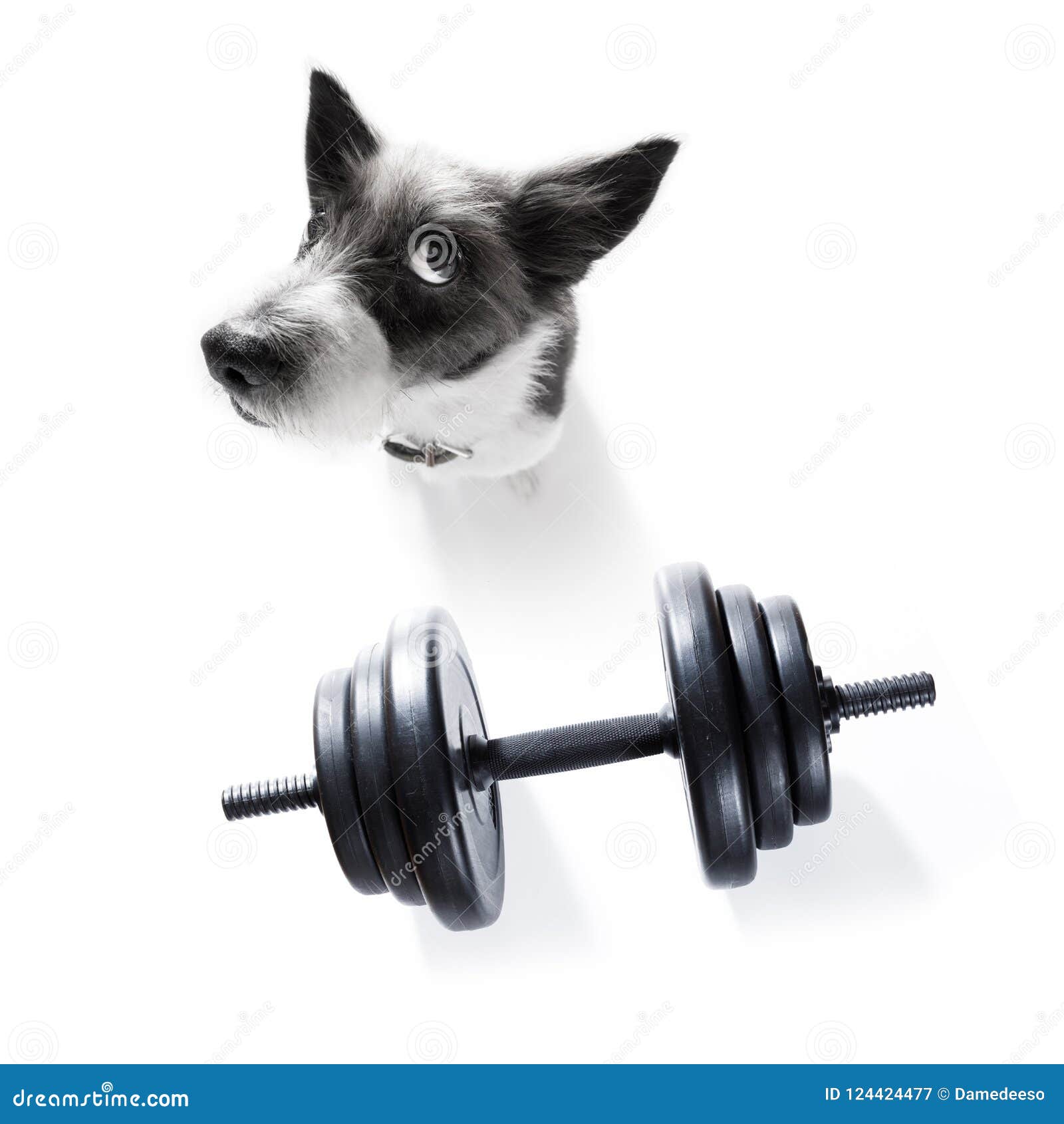 Perro con pesa de gimnasia imagen de archivo. Imagen de gimnasio ...