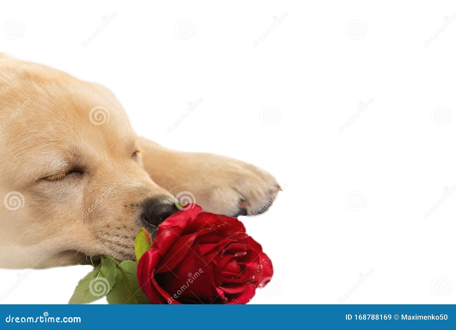 Perro Con Rosa Roja, Aislado En Blanco Imagen de archivo - Imagen de ...