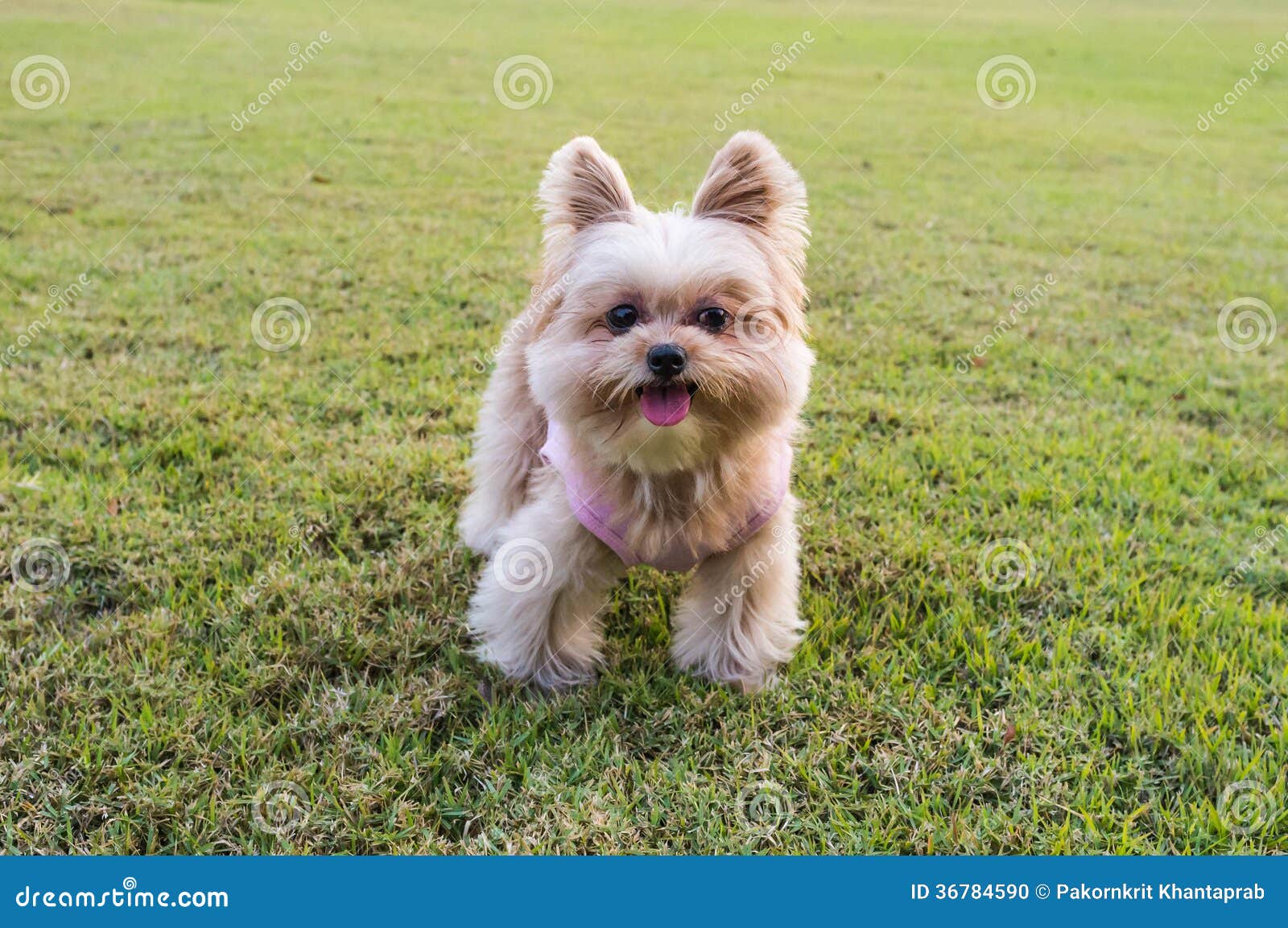 Perro con sonrisa foto de archivo. Imagen de foco, belleza - 36784590