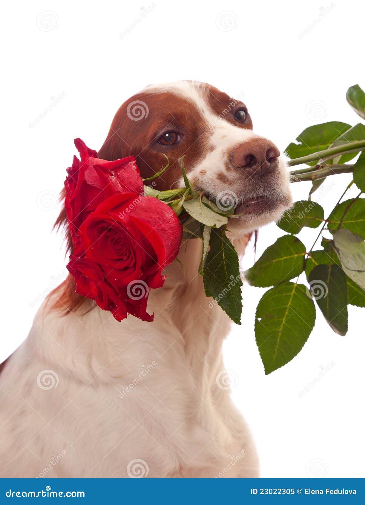 Perro Con Tres Rosas Rojas En Boca Imagen de archivo - Imagen de rosa ...