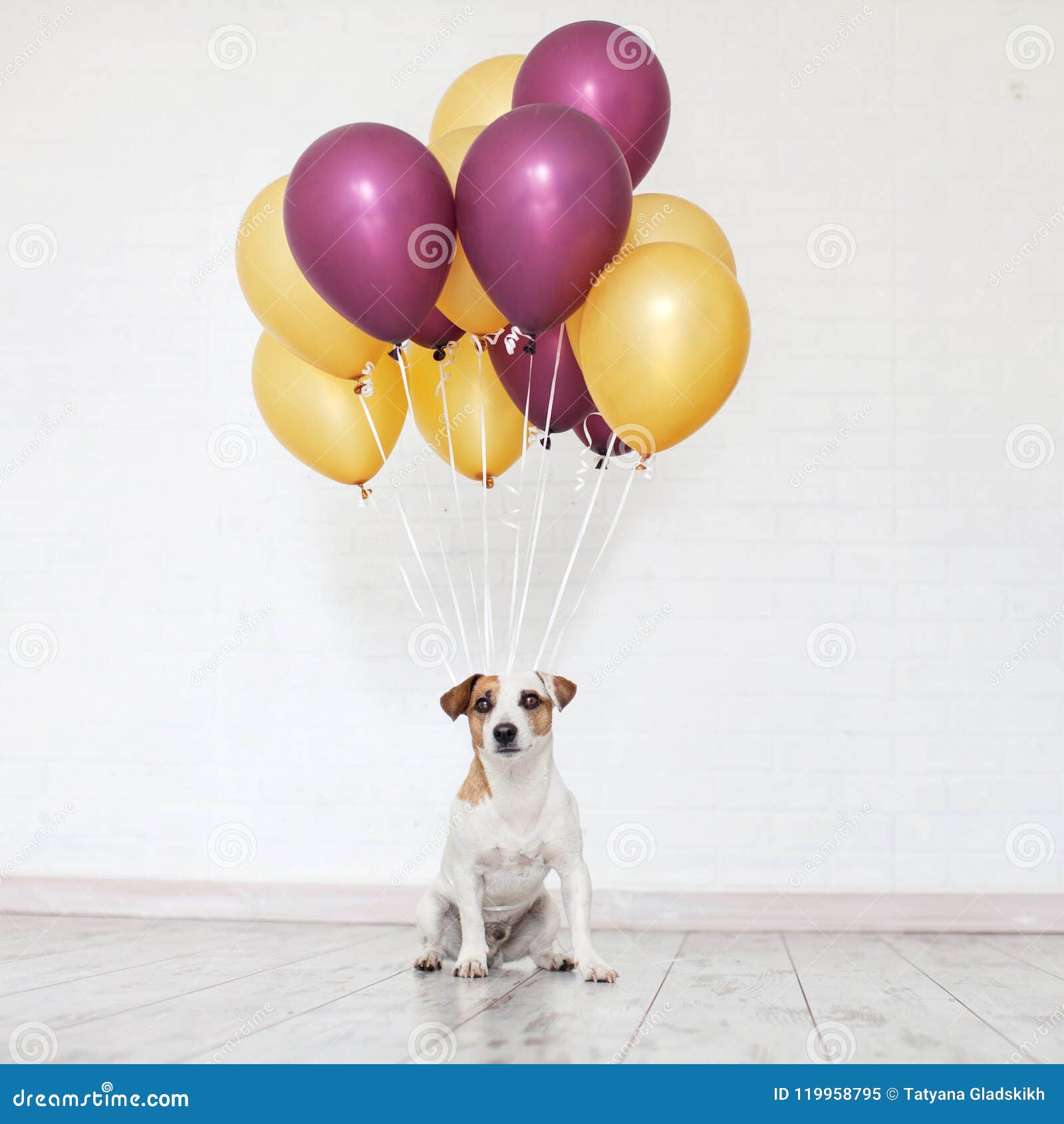 Perro con un globo imagen de archivo. Imagen de estudio - 119958795