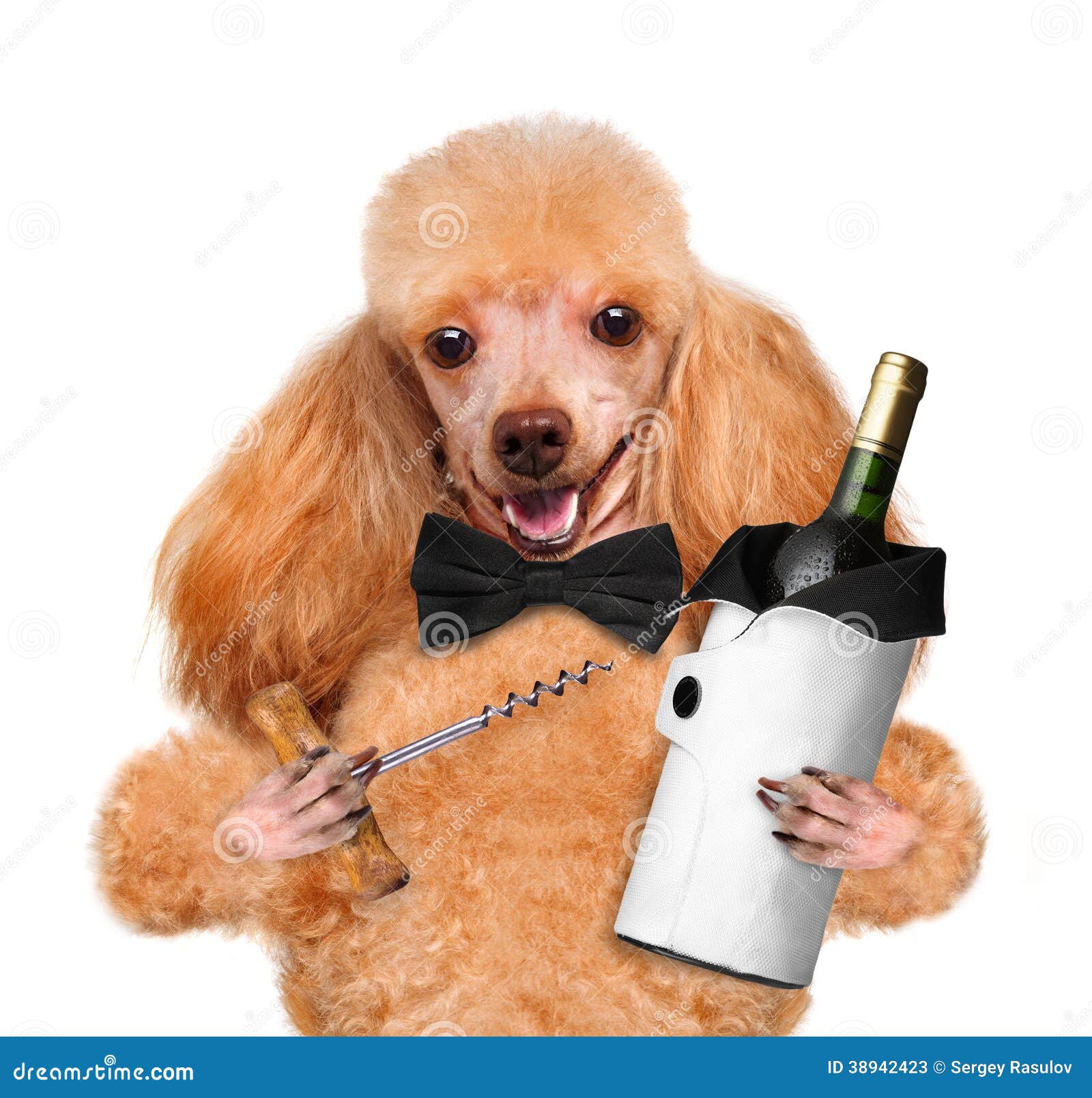 Perro Con Una Botella De Vino Imagen de archivo - Imagen de boina ...