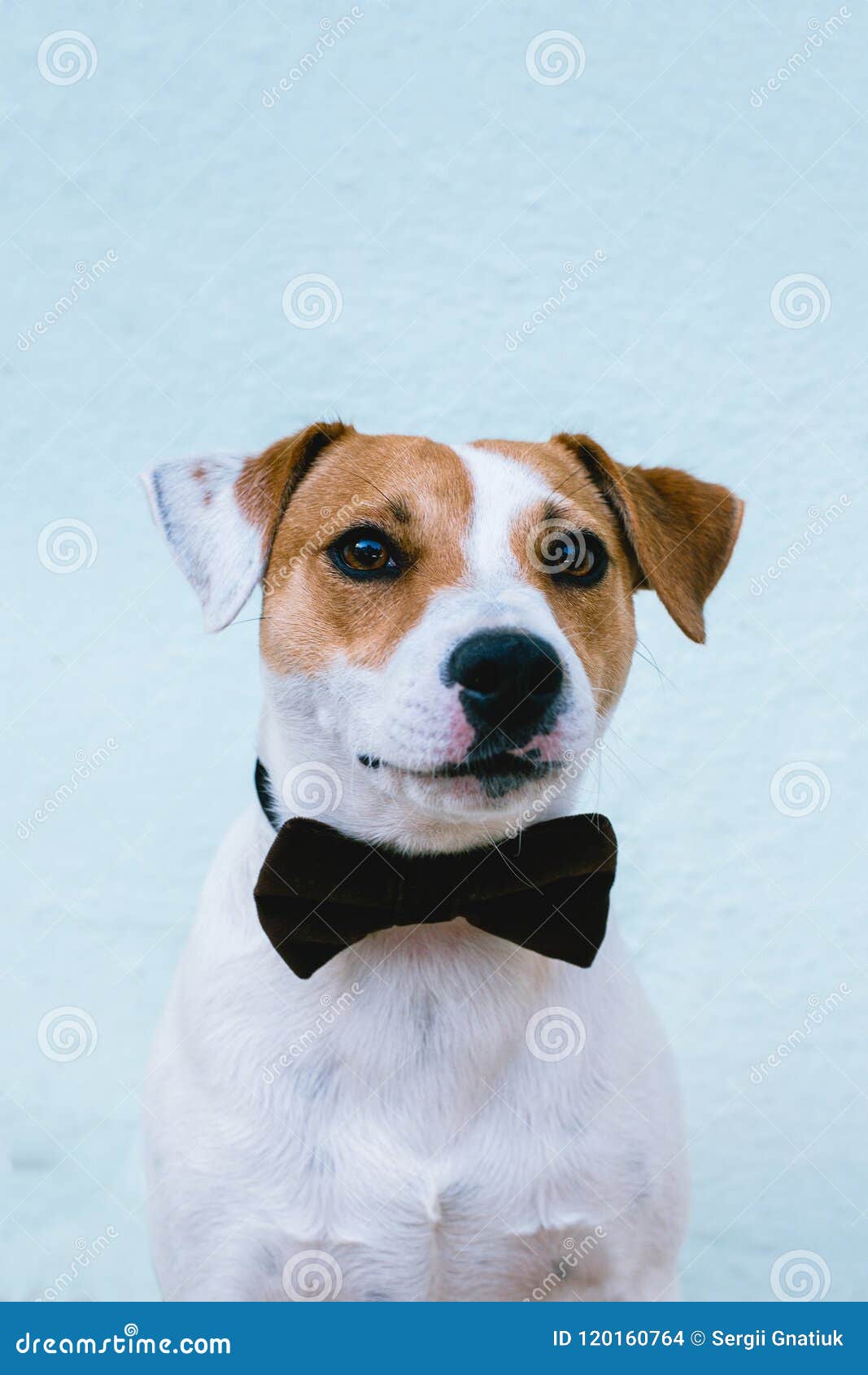 Perro Con Una Corbata De Lazo Foto de archivo - Imagen de casta ...