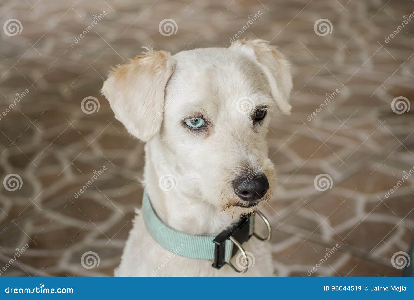 Perro Con Una Mirada Perdida Imagen de archivo - Imagen de primer ...