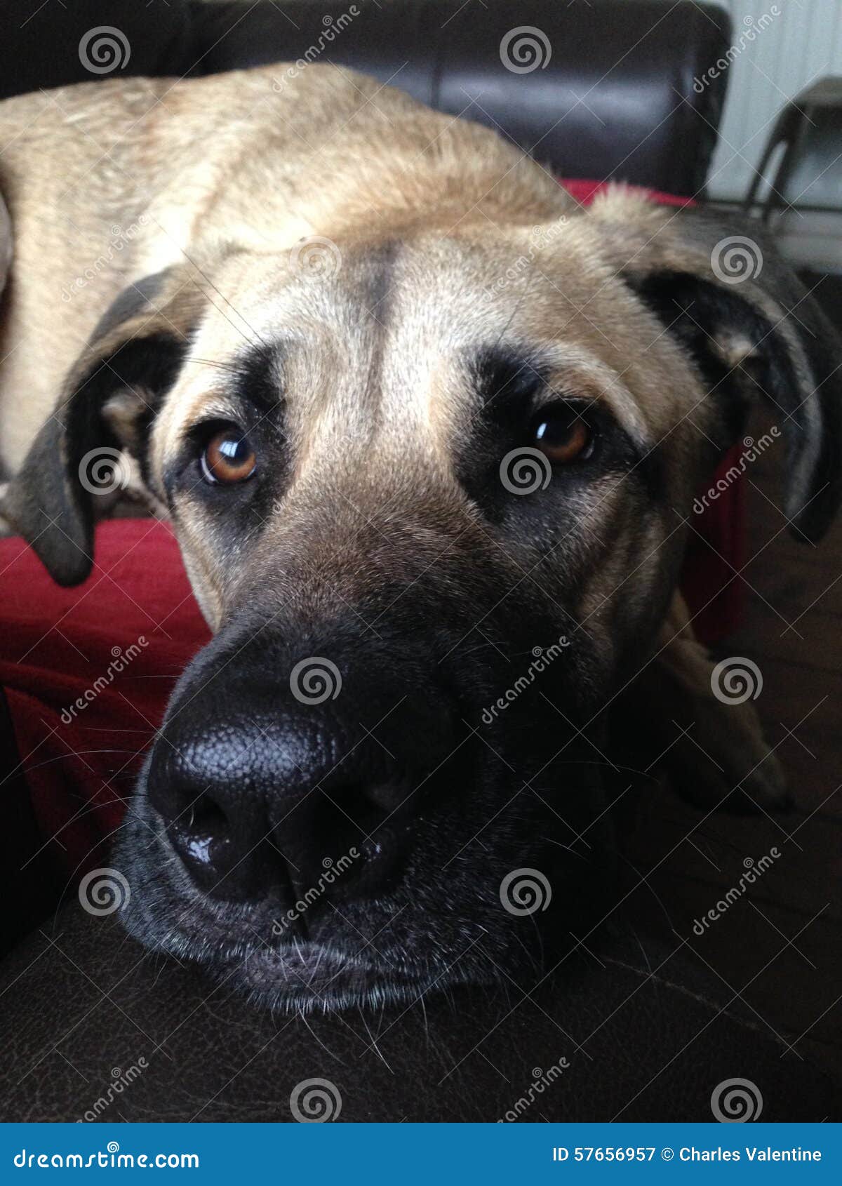 Perro con una nariz larga imagen de archivo. Imagen de enmascaramiento ...