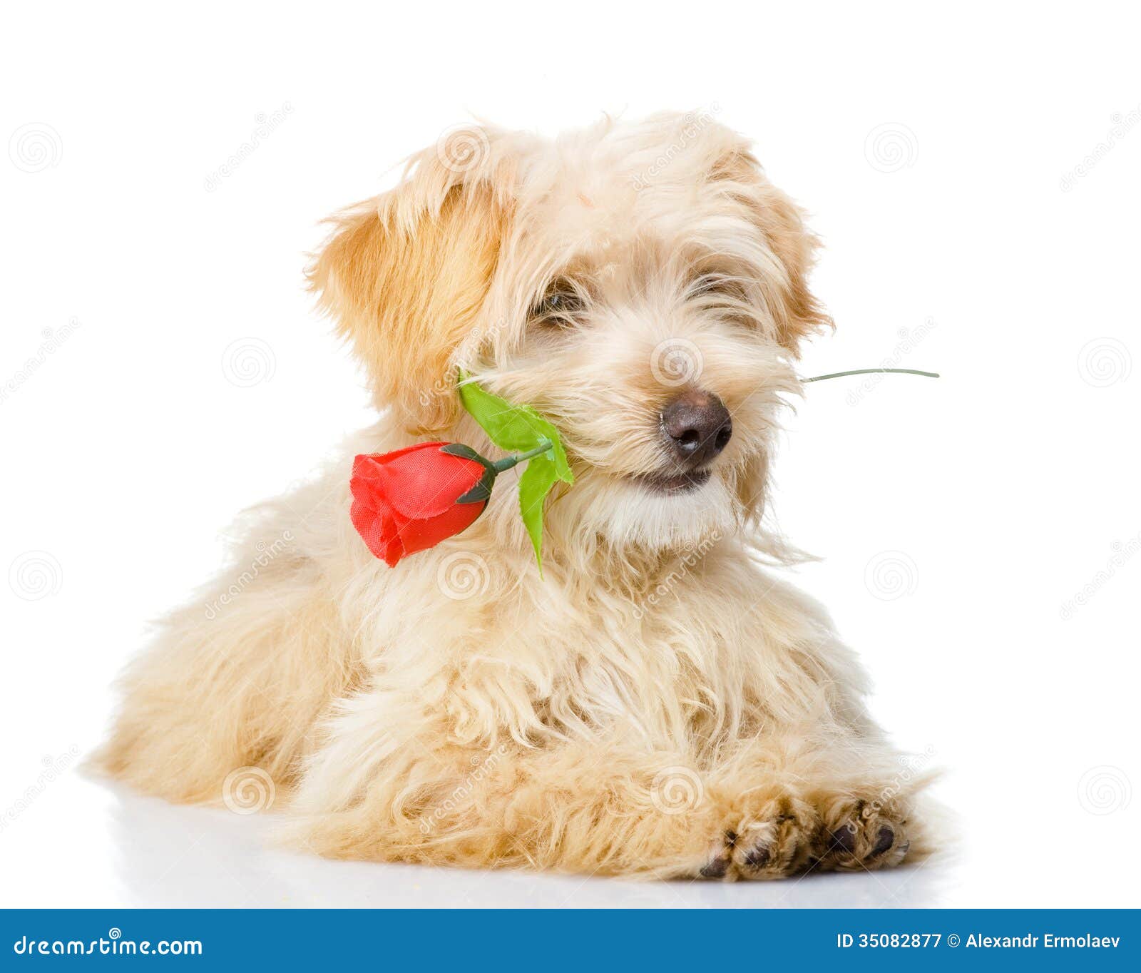 Perro con una rosa roja. imagen de archivo. Imagen de adorable - 35082877