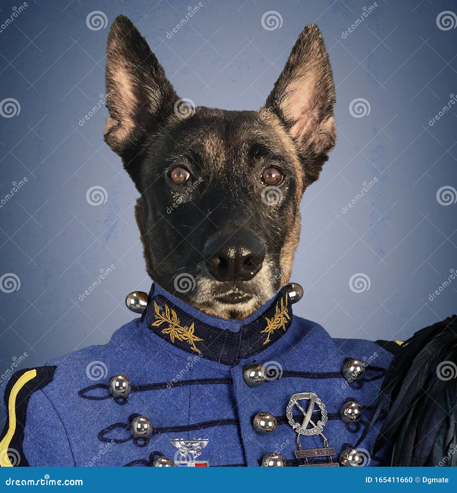 Perro con uniforme militar foto de archivo. Imagen de militar - 165411660
