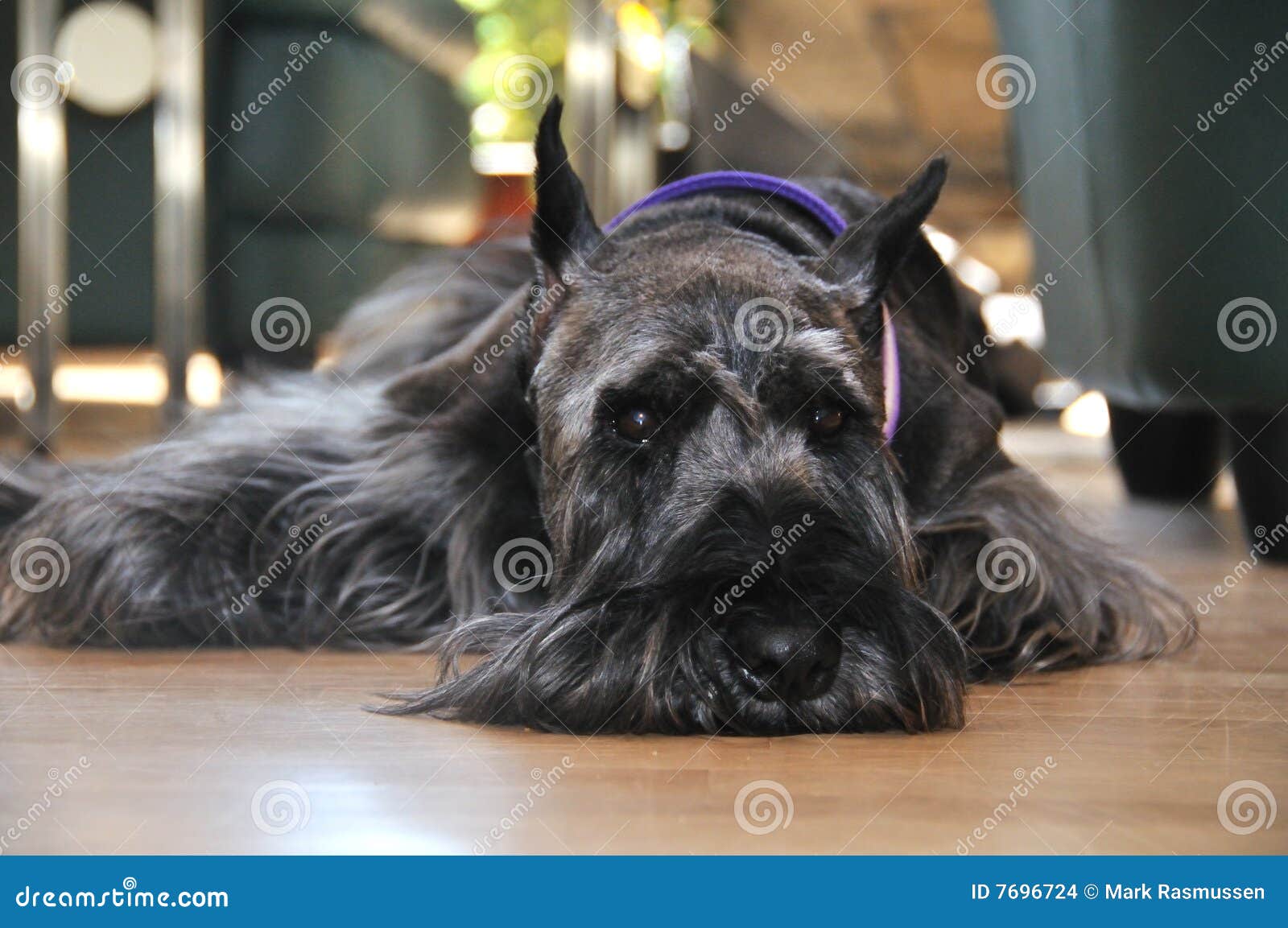 Perro contento foto de archivo. Imagen de retrato, suelo - 7696724