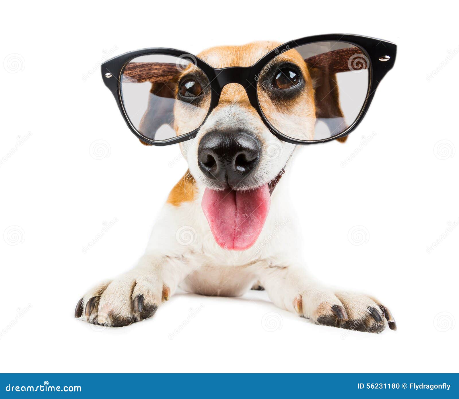 Perro Contento De La Sonrisa Foto de archivo - Imagen de lifestyle ...