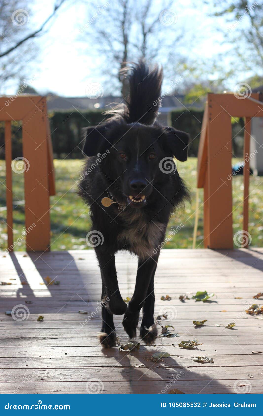 Perro corriente foto de archivo. Imagen de cola, hacia - 105085532