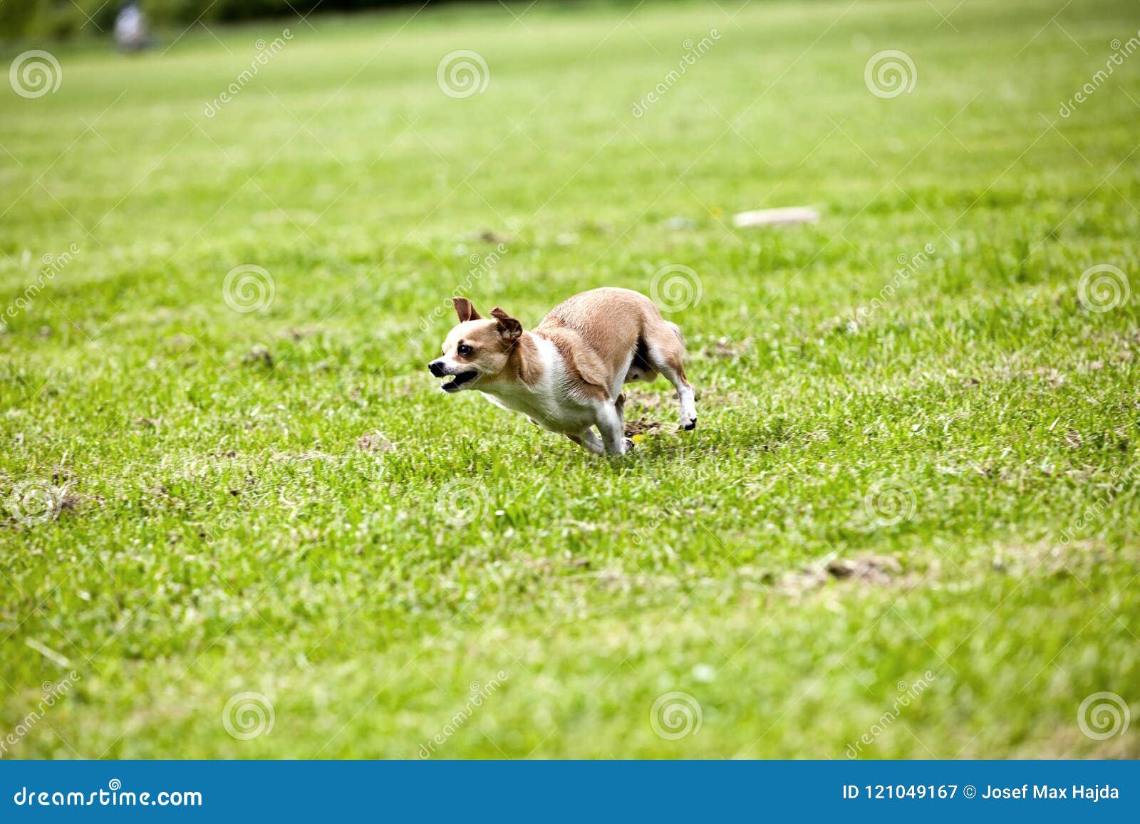 Perro corriente imagen de archivo. Imagen de calle, calma - 121049167