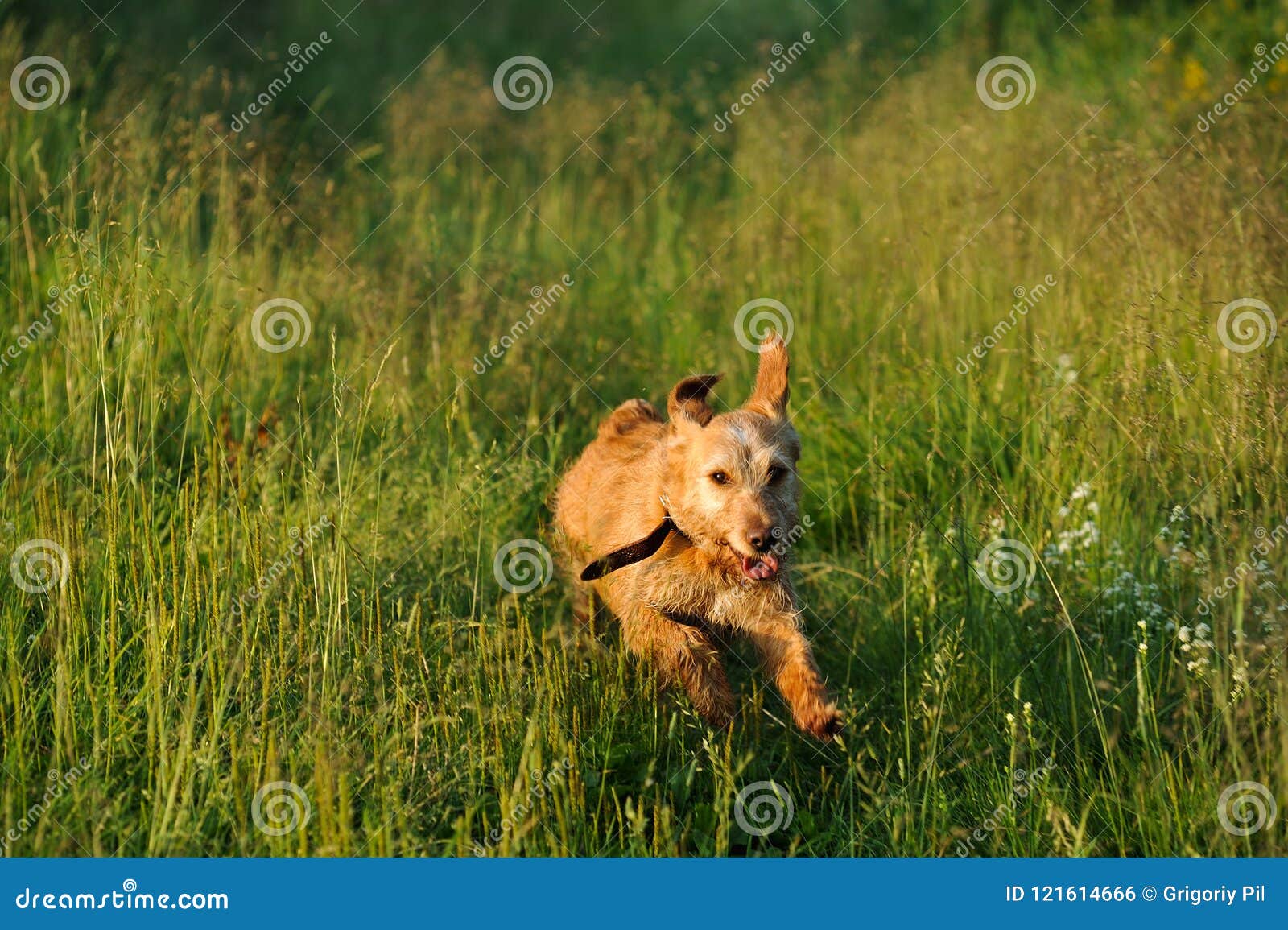 Perro corriente foto de archivo. Imagen de mirando, prado - 121614666