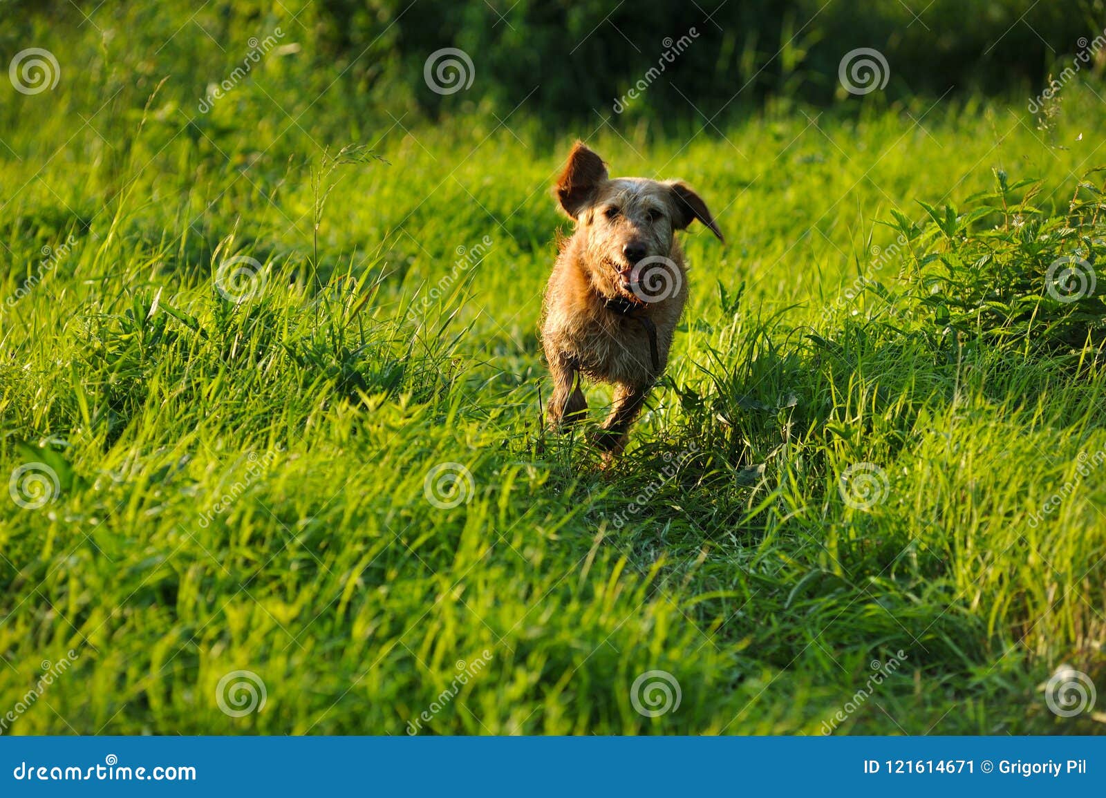 Perro corriente imagen de archivo. Imagen de amigo, animal - 121614671