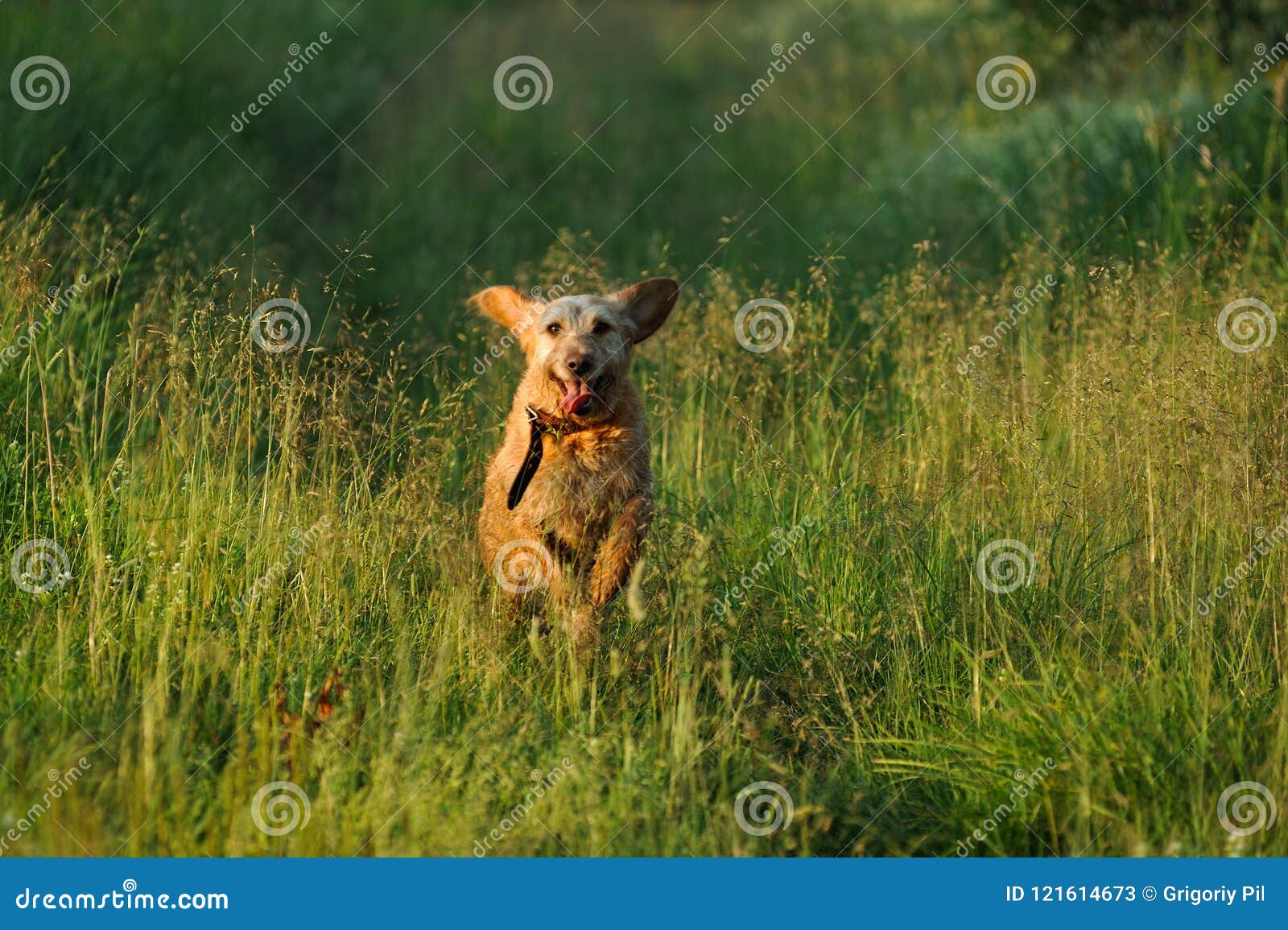 Perro corriente imagen de archivo. Imagen de activo - 121614673