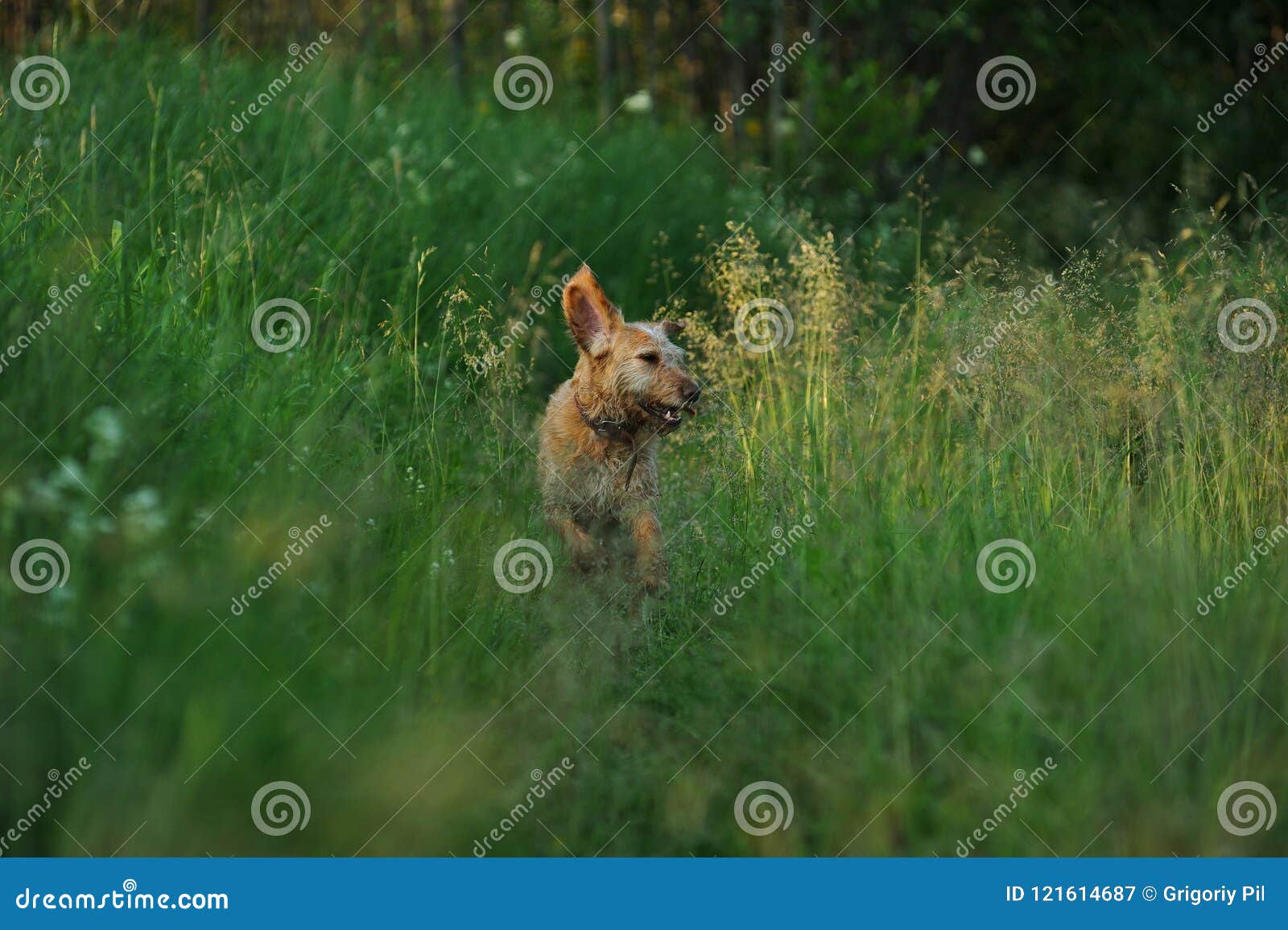 Perro corriente imagen de archivo. Imagen de activo - 121614687