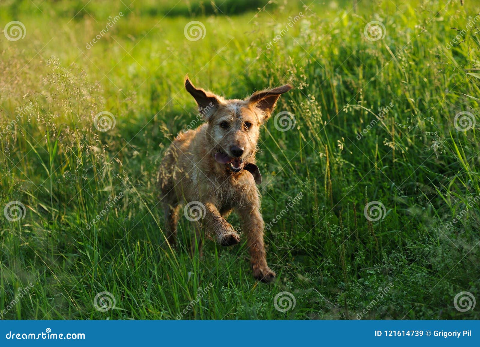 Perro corriente imagen de archivo. Imagen de hierba - 121614739