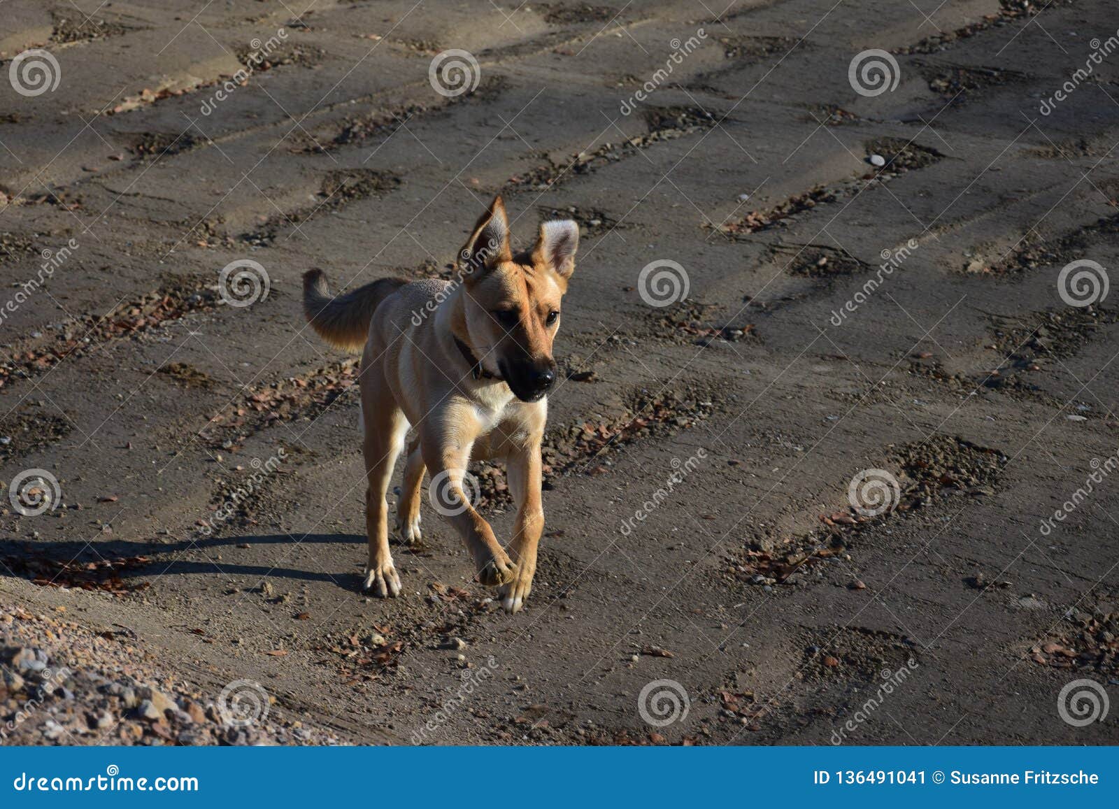 Perro corriente imagen de archivo. Imagen de afuera - 136491041
