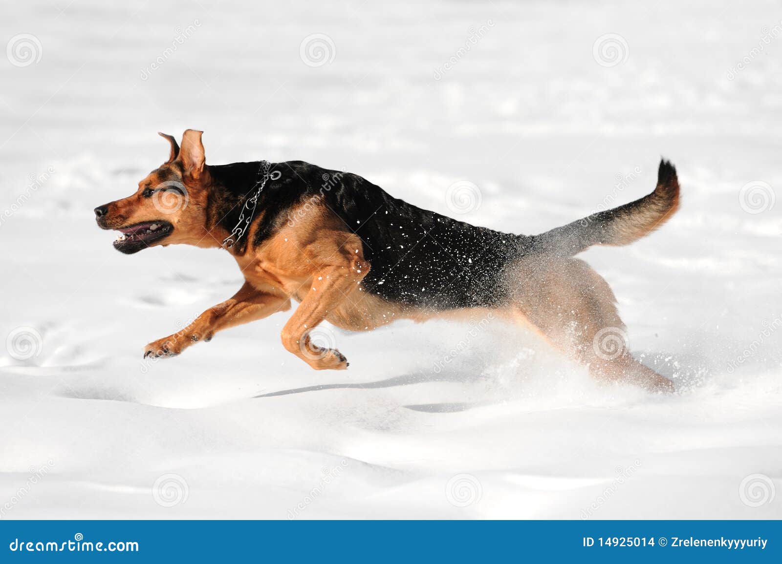 Perro corriente foto de archivo. Imagen de corriendo - 14925014