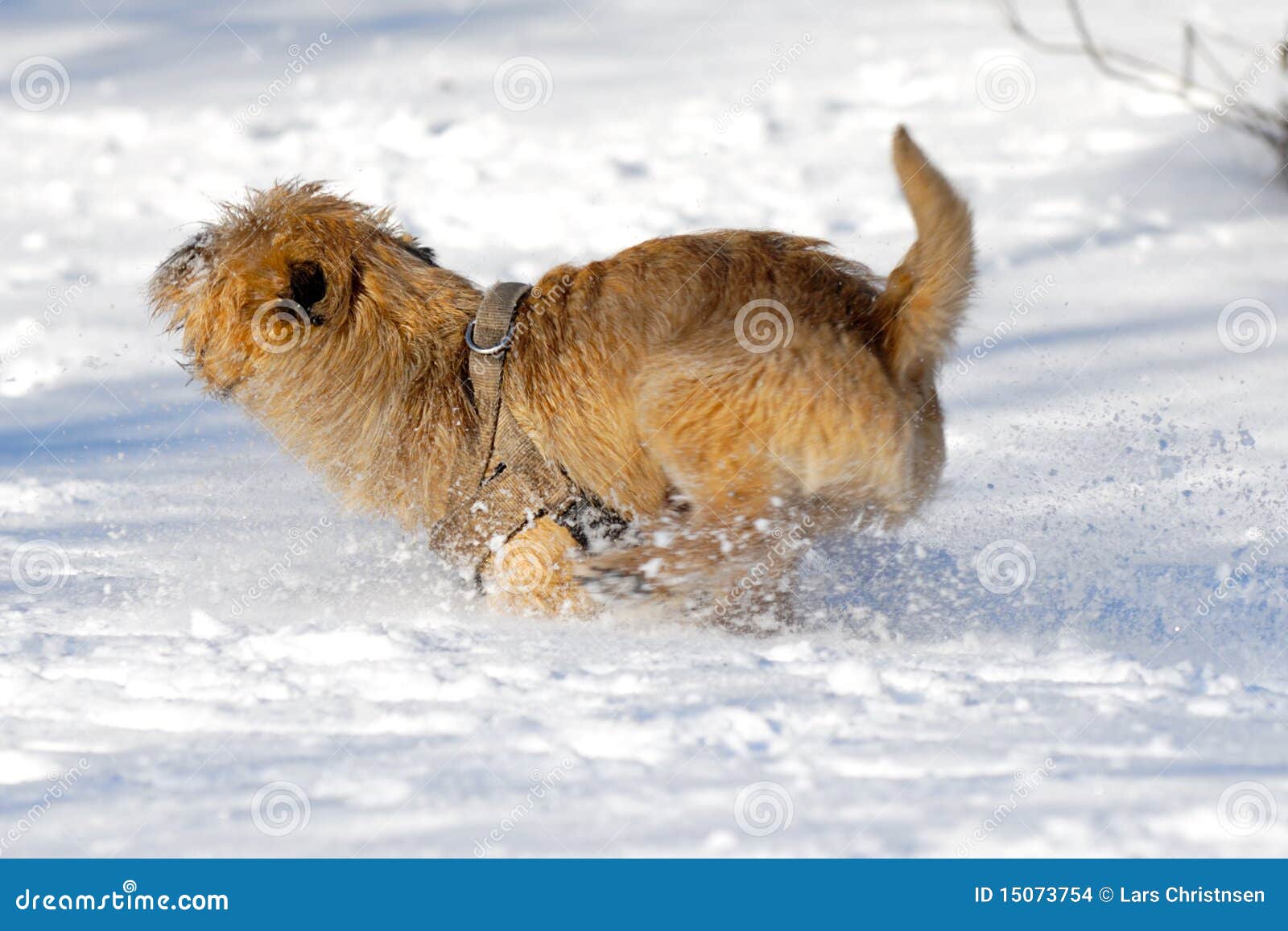 Perro Corriente Imagen. Imagen: 15073754