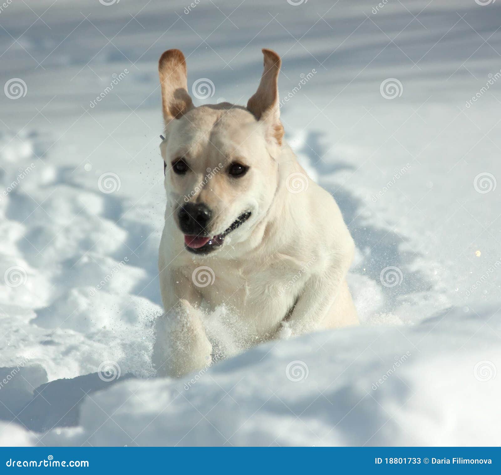 Perro corriente imagen de archivo. Imagen de pique, perro - 18801733