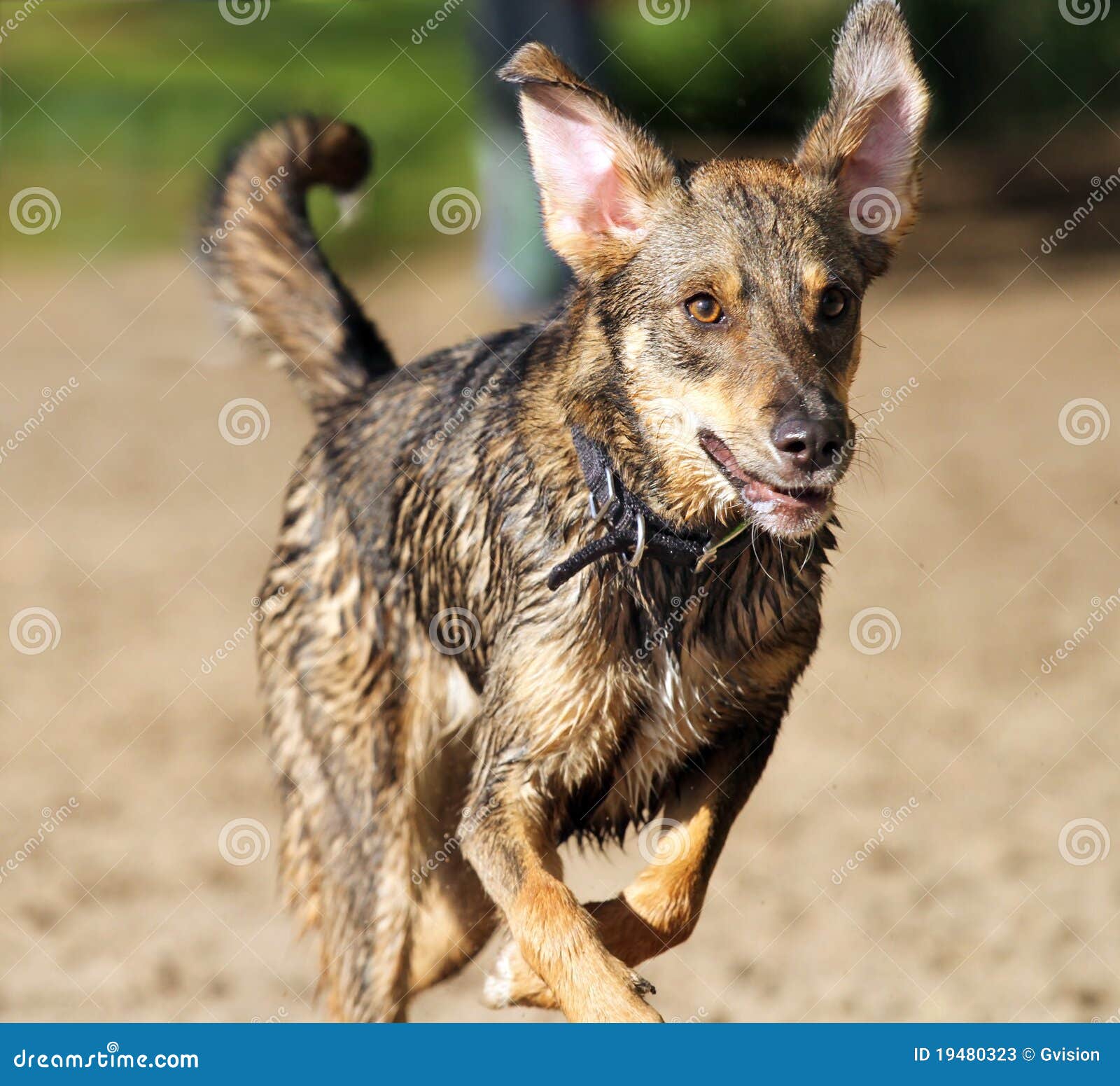 Perro corriente imagen de archivo. Imagen de perseguimiento - 19480323