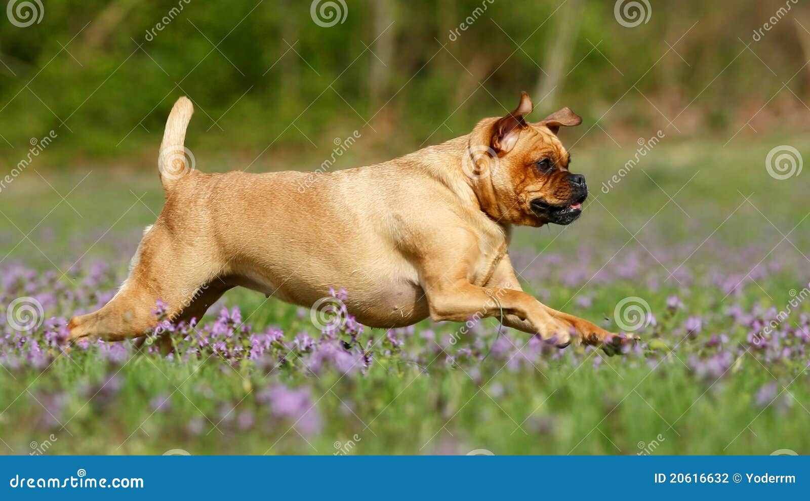 Perro corriente foto de archivo. Imagen de mascota, corrida - 20616632