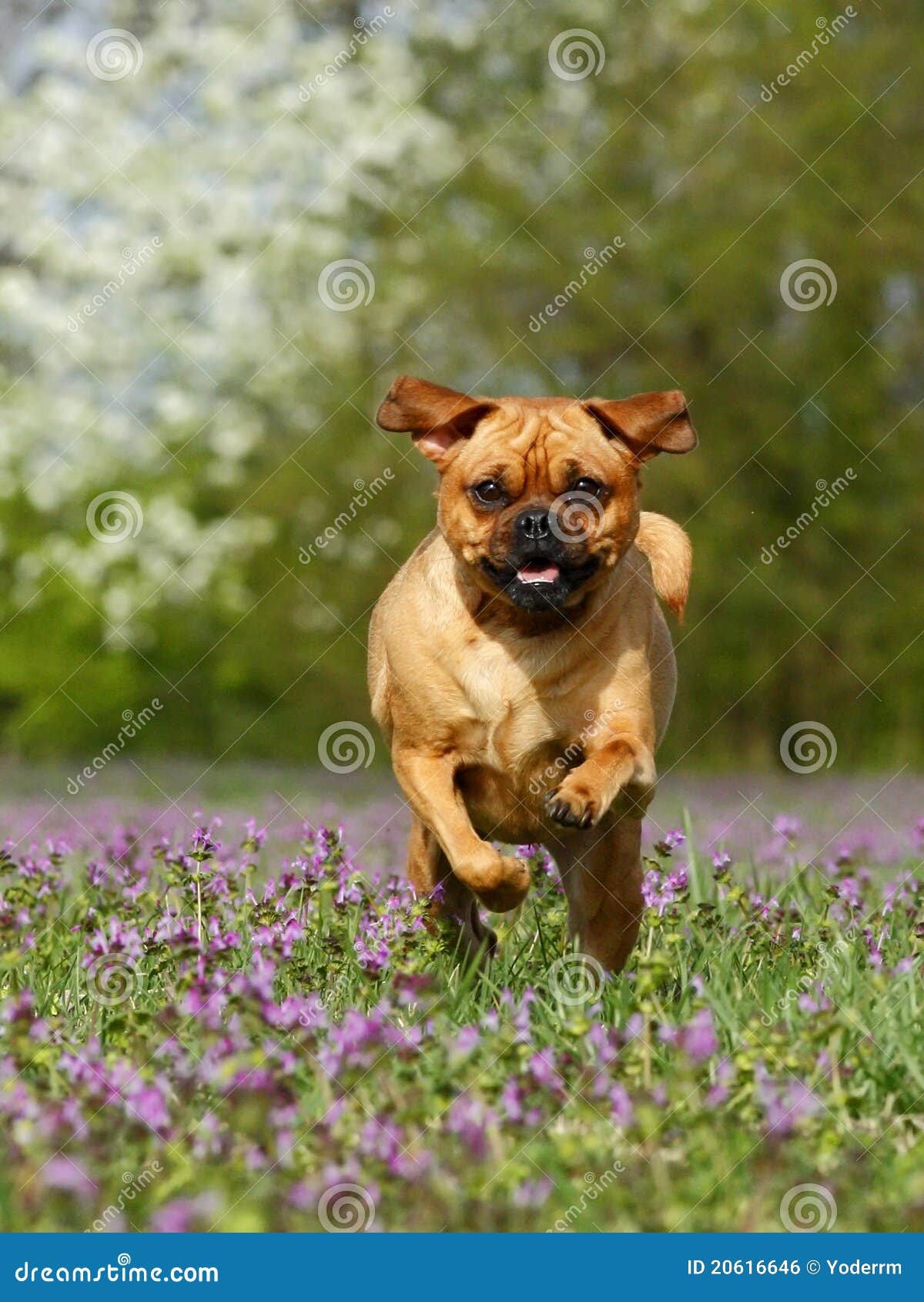 Perro corriente foto de archivo. Imagen de peludo, feliz - 20616646