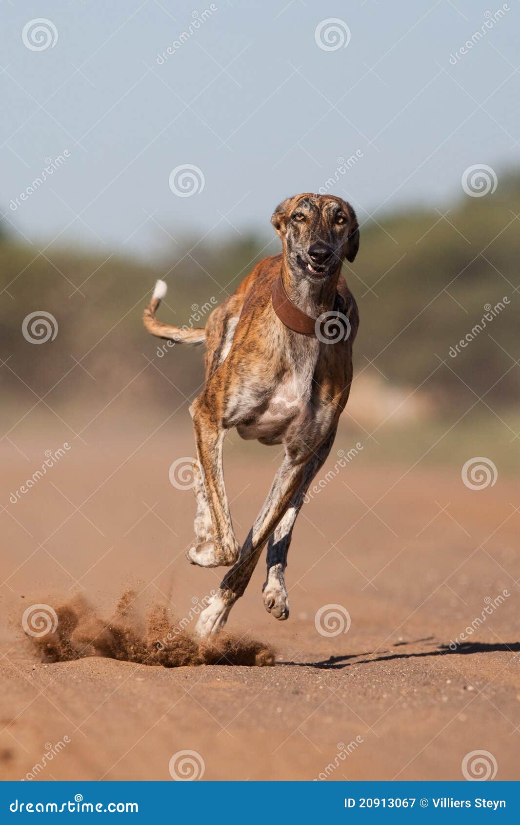 Perro corriente imagen de archivo. Imagen de animal, piernas - 20913067