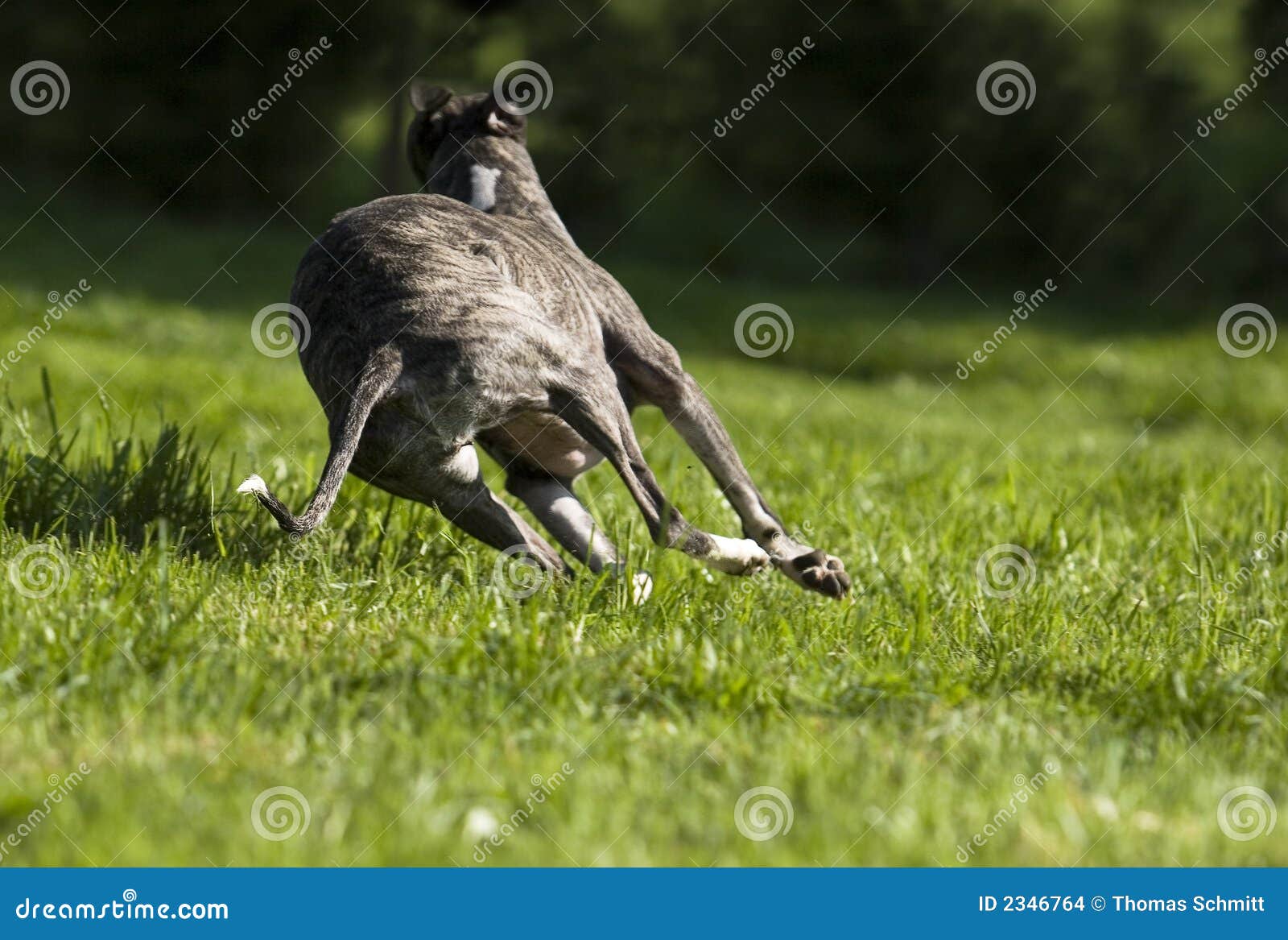 Perro corriente foto de archivo. Imagen de piel, afuera - 2346764