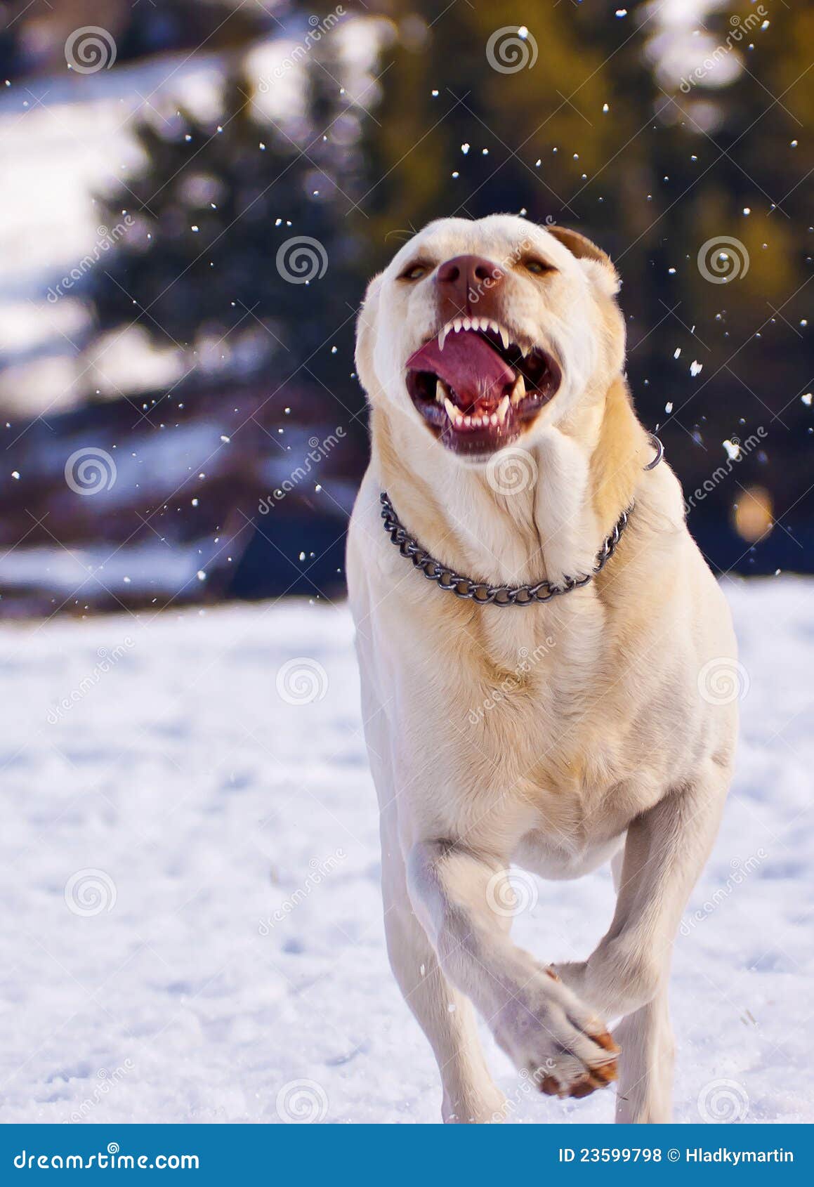 Perro corriente foto de archivo. Imagen de sano, dorado - 23599798