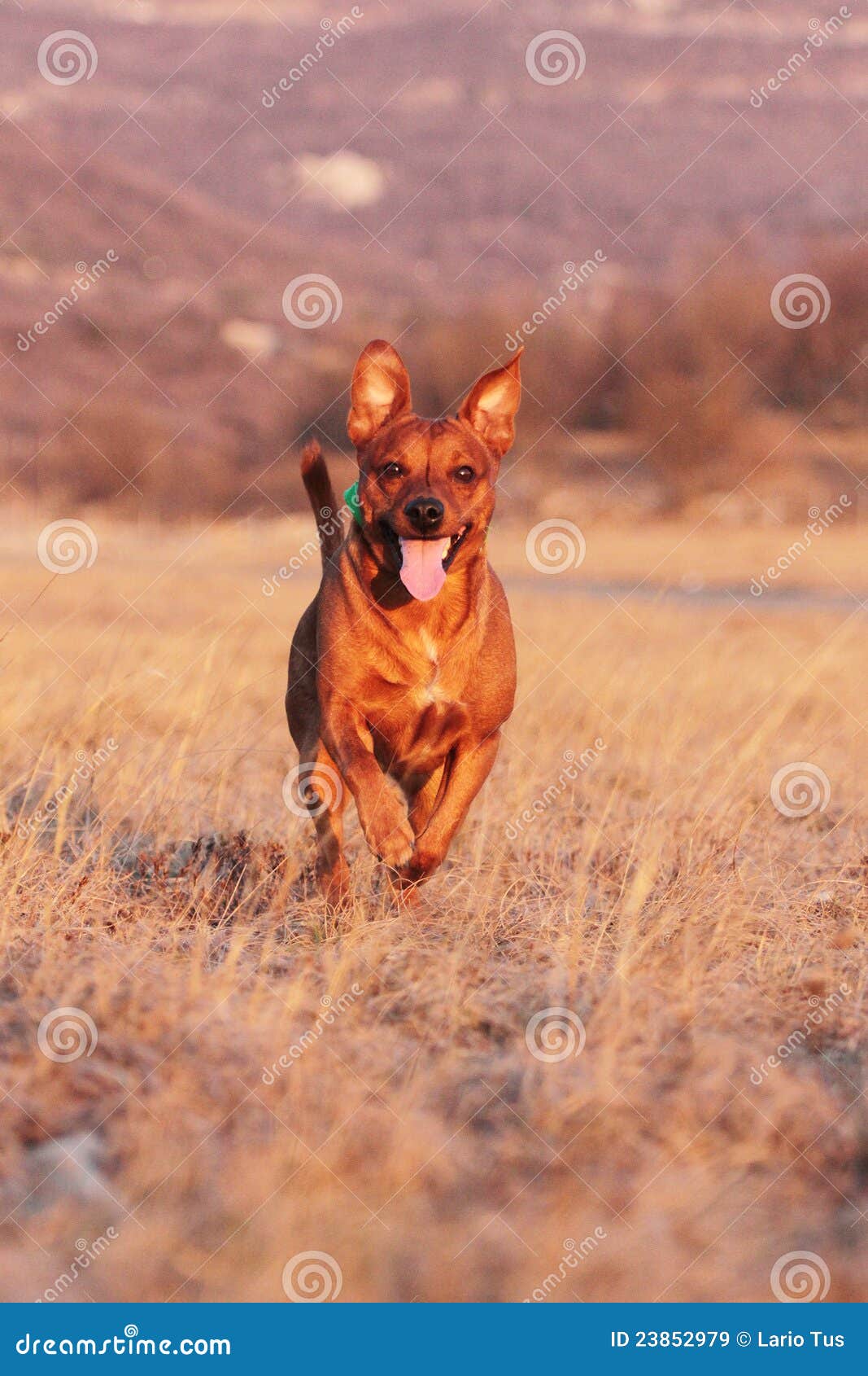 Perro corriente imagen de archivo. Imagen de hierba, exterior - 23852979