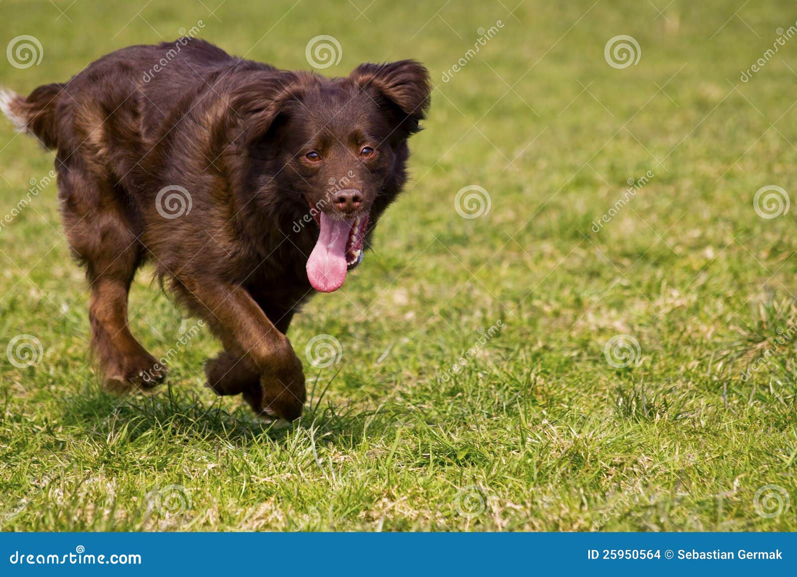 Perro corriente foto de archivo. Imagen de goce, mascota - 25950564