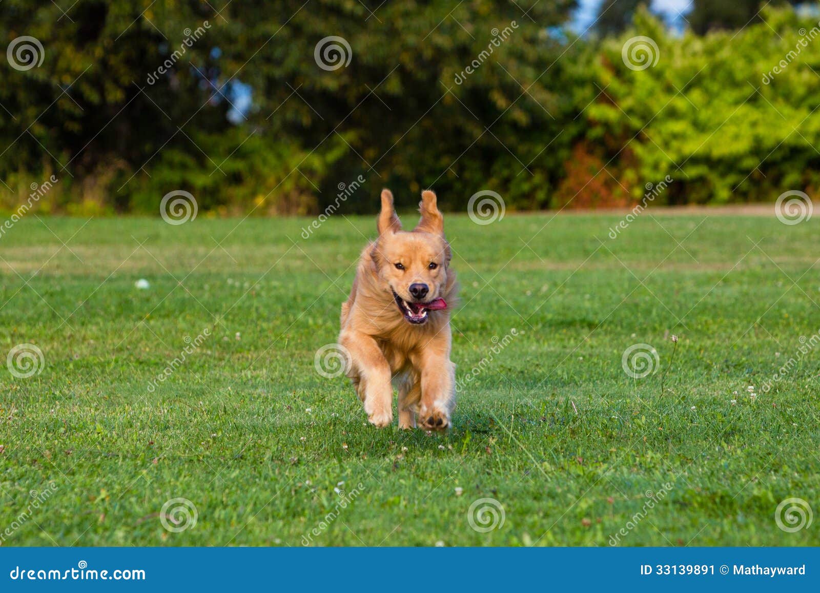 Perro corriente imagen de archivo. Imagen de juego, perro - 33139891