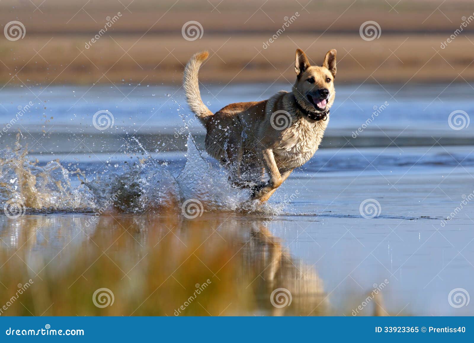 Perro corriente imagen de archivo. Imagen de animal, perro - 33923365